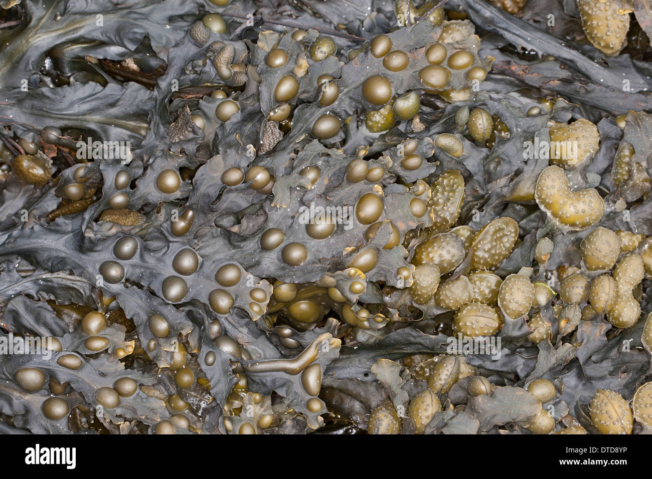 bladder wrack, bladderwrack, bladder fucus, rock wrack, kelp ...
