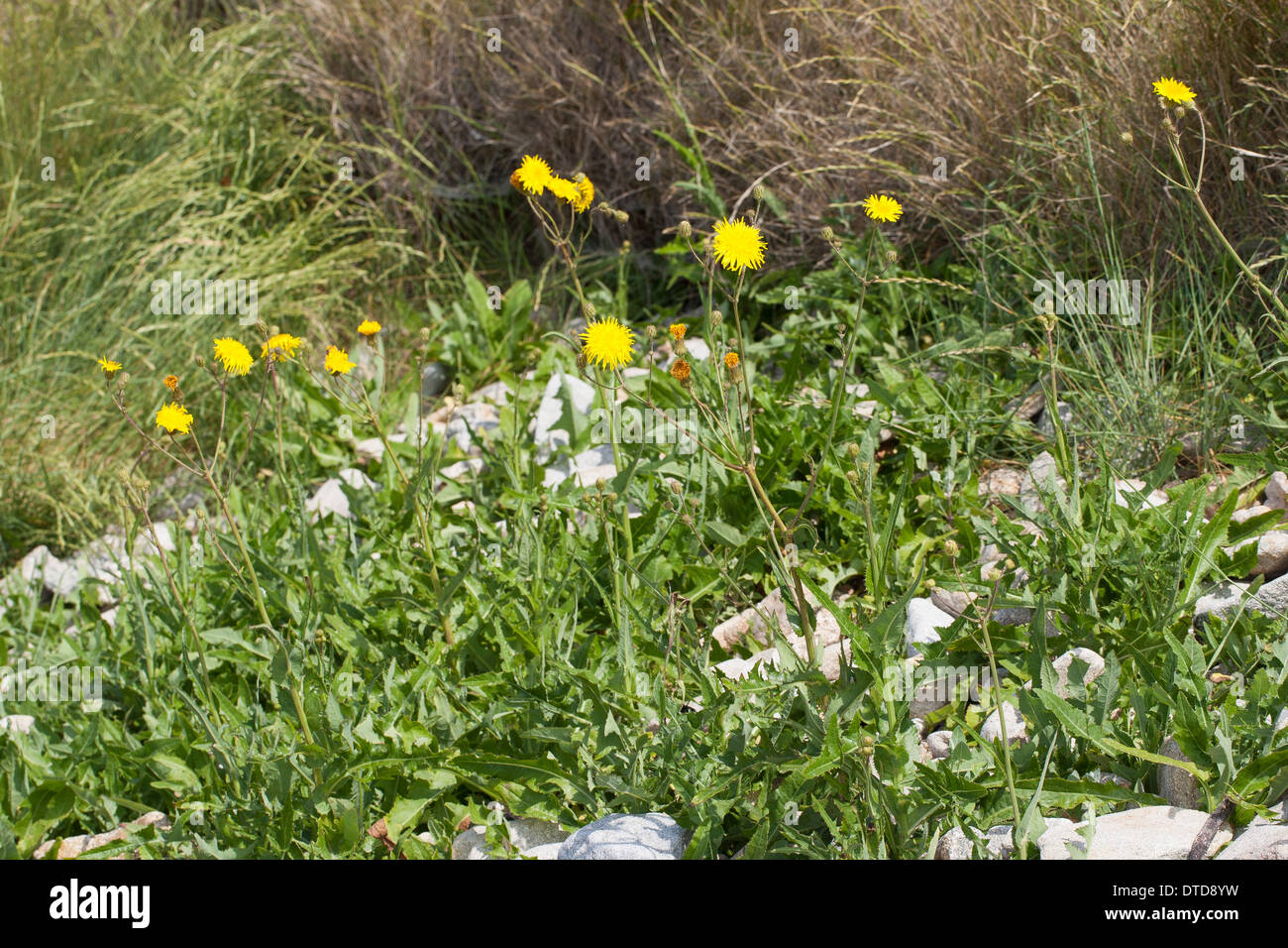 Corn sow thistle, dindle, field sow thistle, sow-thistle, sowthistle ...