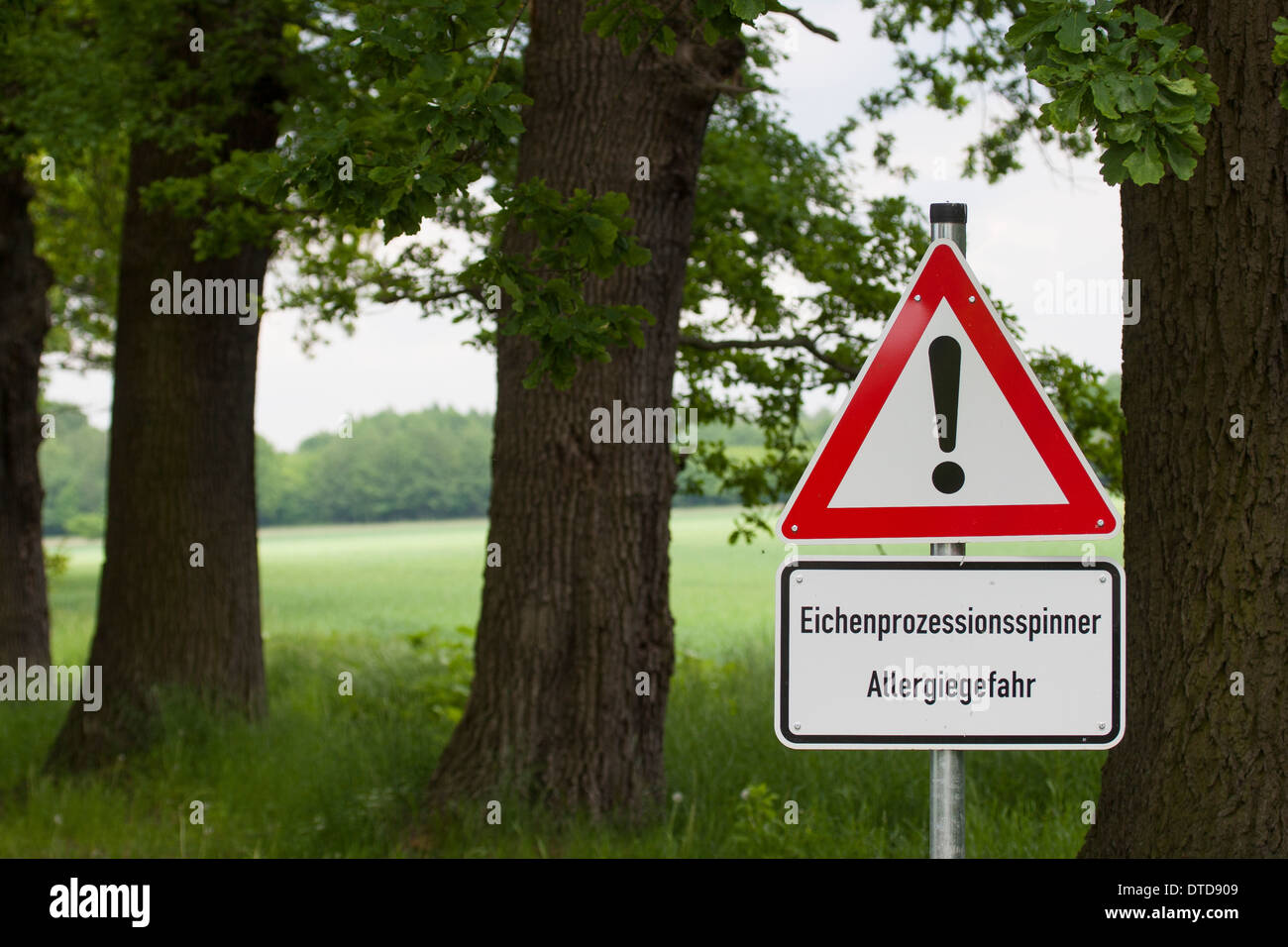 Eichenprozessionsspinner raupe hi-res stock photography and images - Alamy