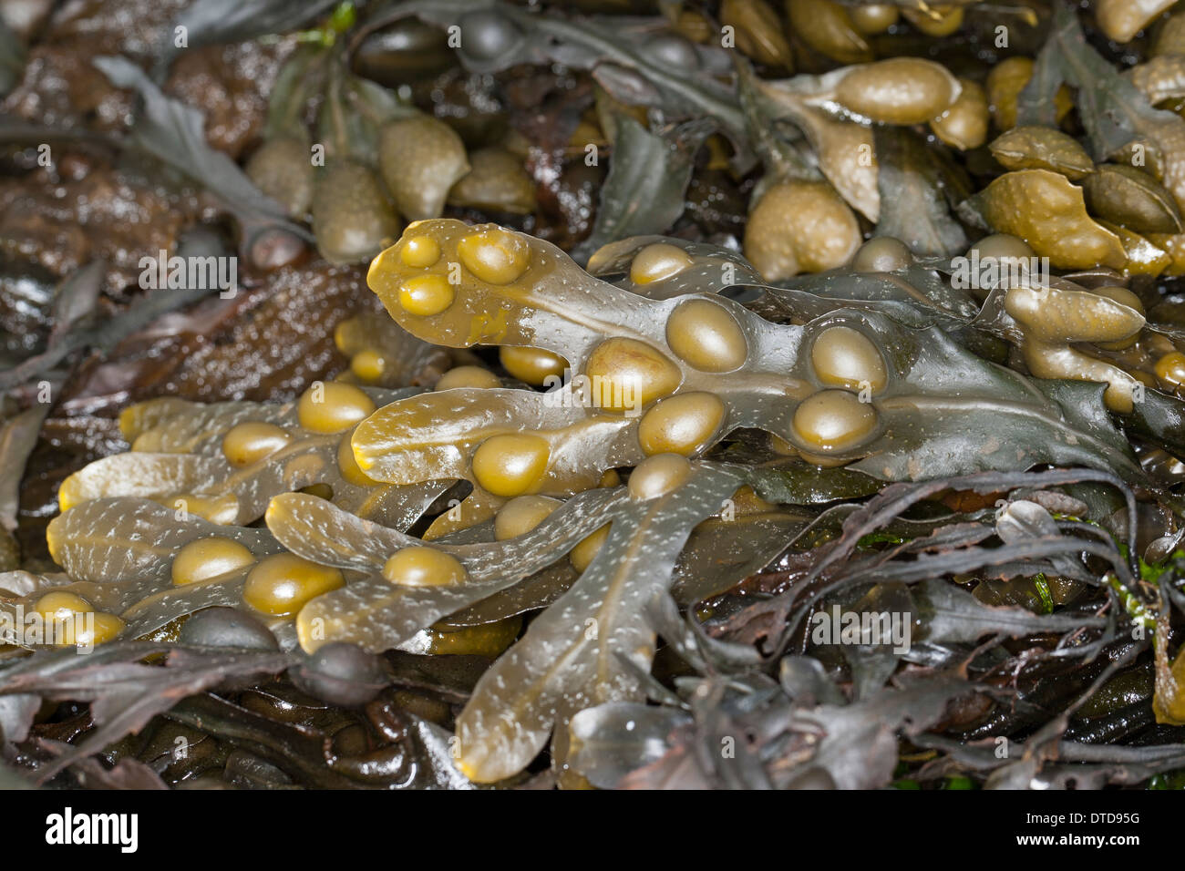 bladder wrack, bladderwrack, bladder fucus, rock wrack, kelp ...