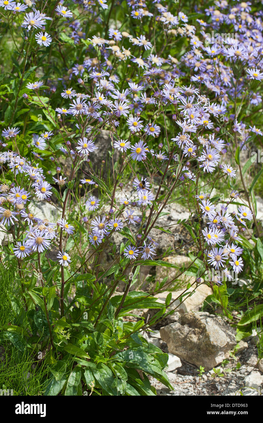 European Michaelmas Daisy, Italian Aster, Italian Starwort, Berg-Aster ...