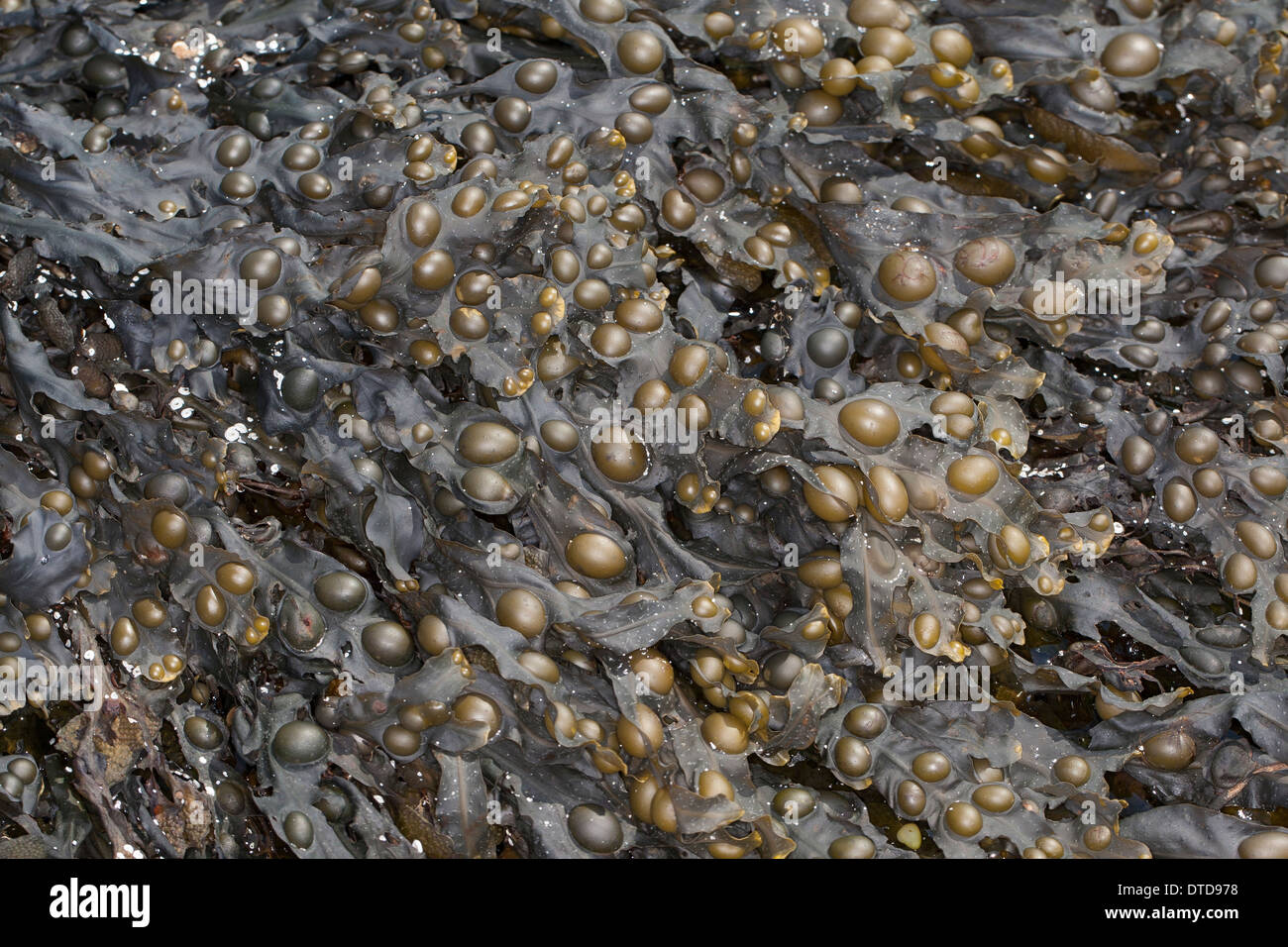 bladder wrack, bladderwrack, bladder fucus, rock wrack, kelp ...