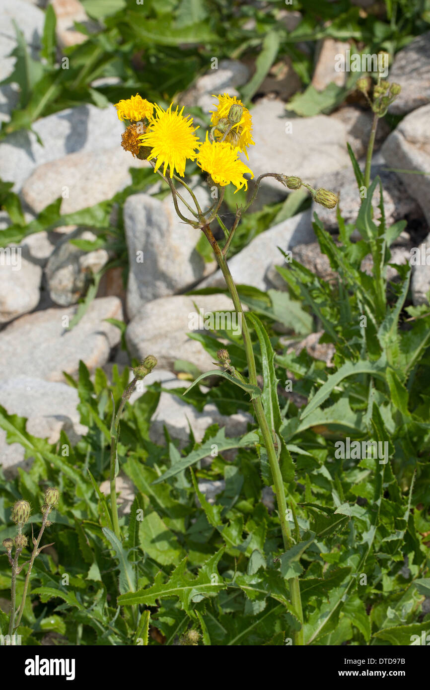 Field sow thistle hi-res stock photography and images - Alamy