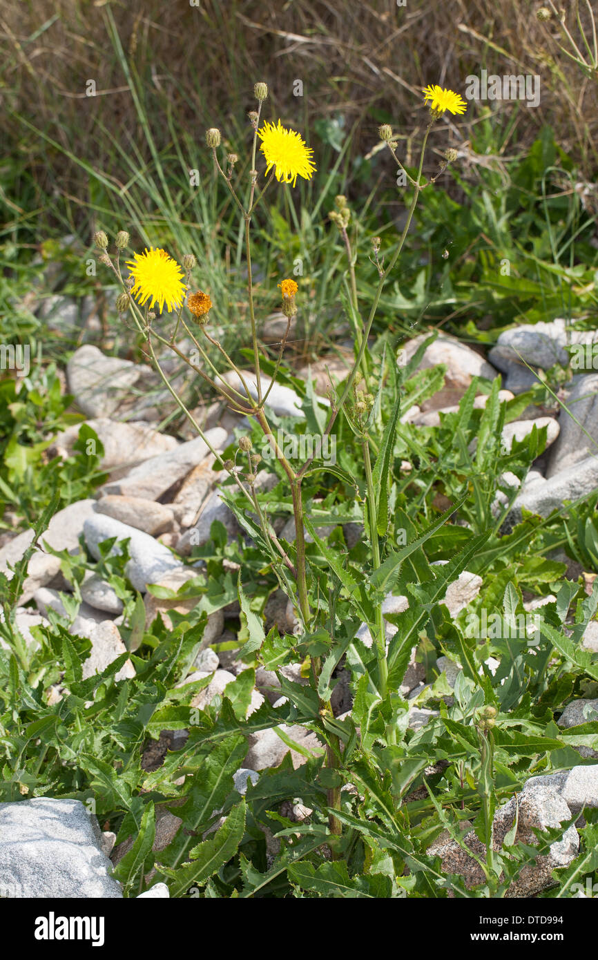Corn sow thistle, dindle, field sow thistle, sow-thistle, sowthistle ...