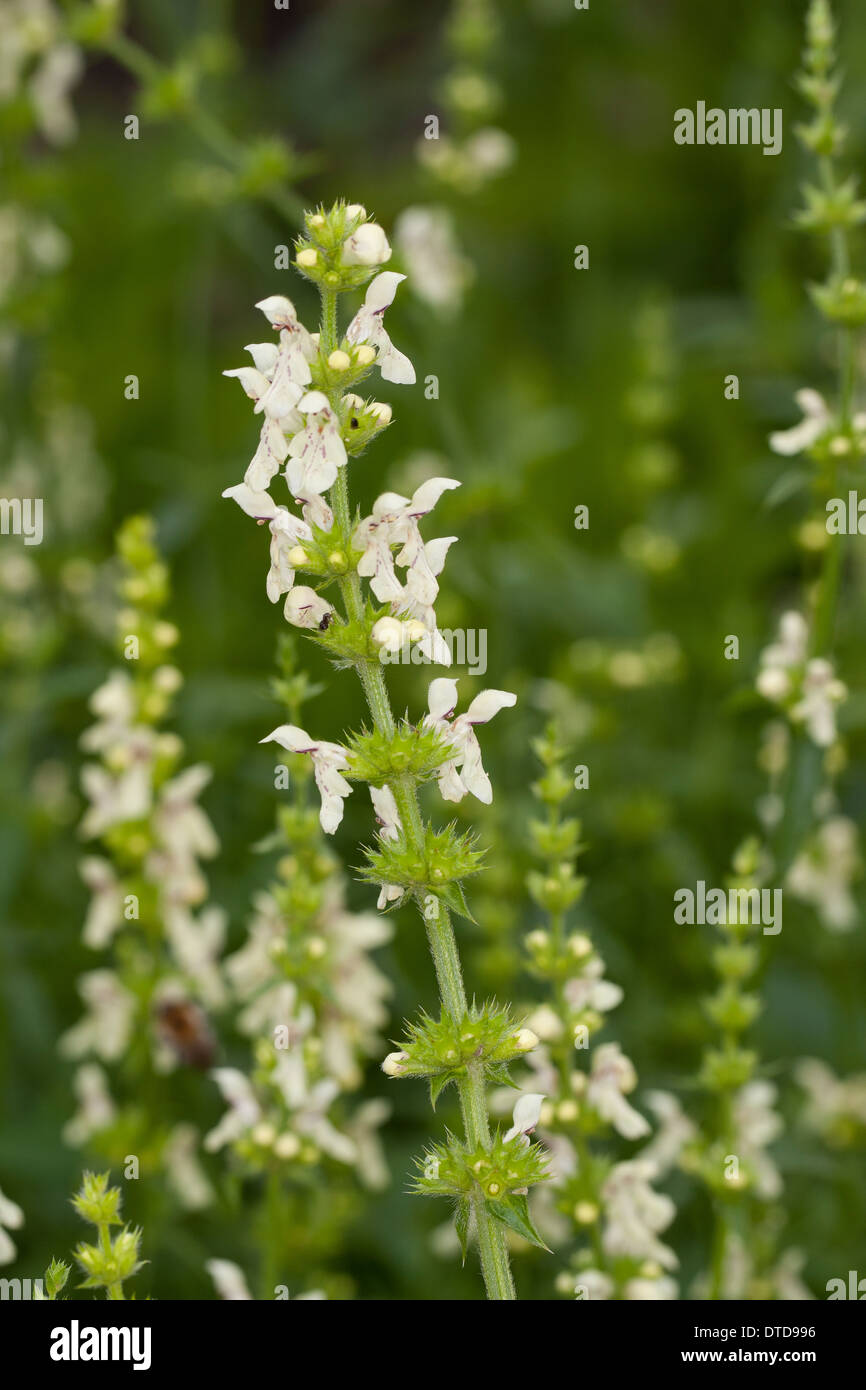 Stiff hedgenettle, perennial yellow woundwort, Aufrechter Ziest, Heide ...
