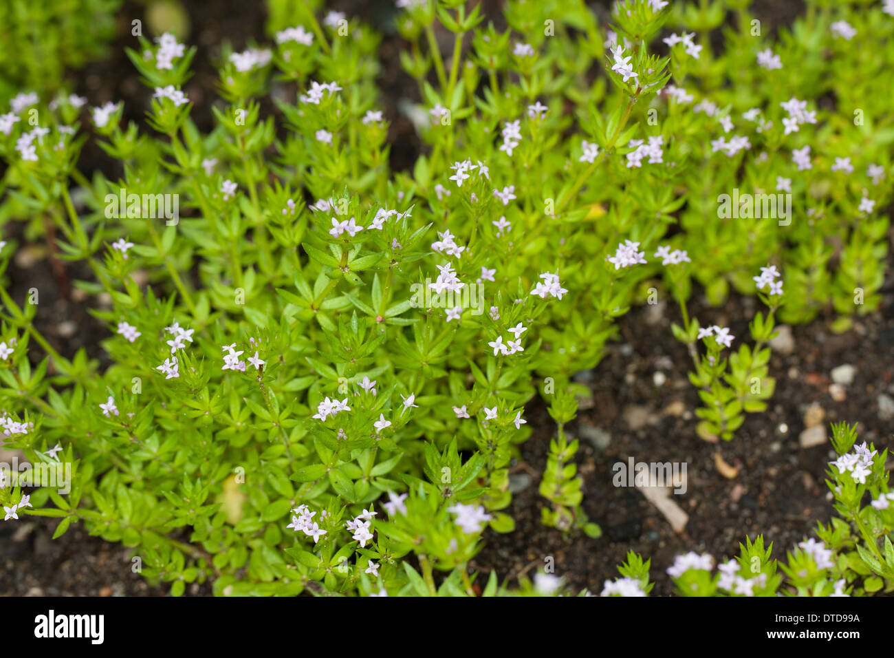 Sherardia, Field Madder, blue field-madder, Ackerröte, Acker-Röte ...