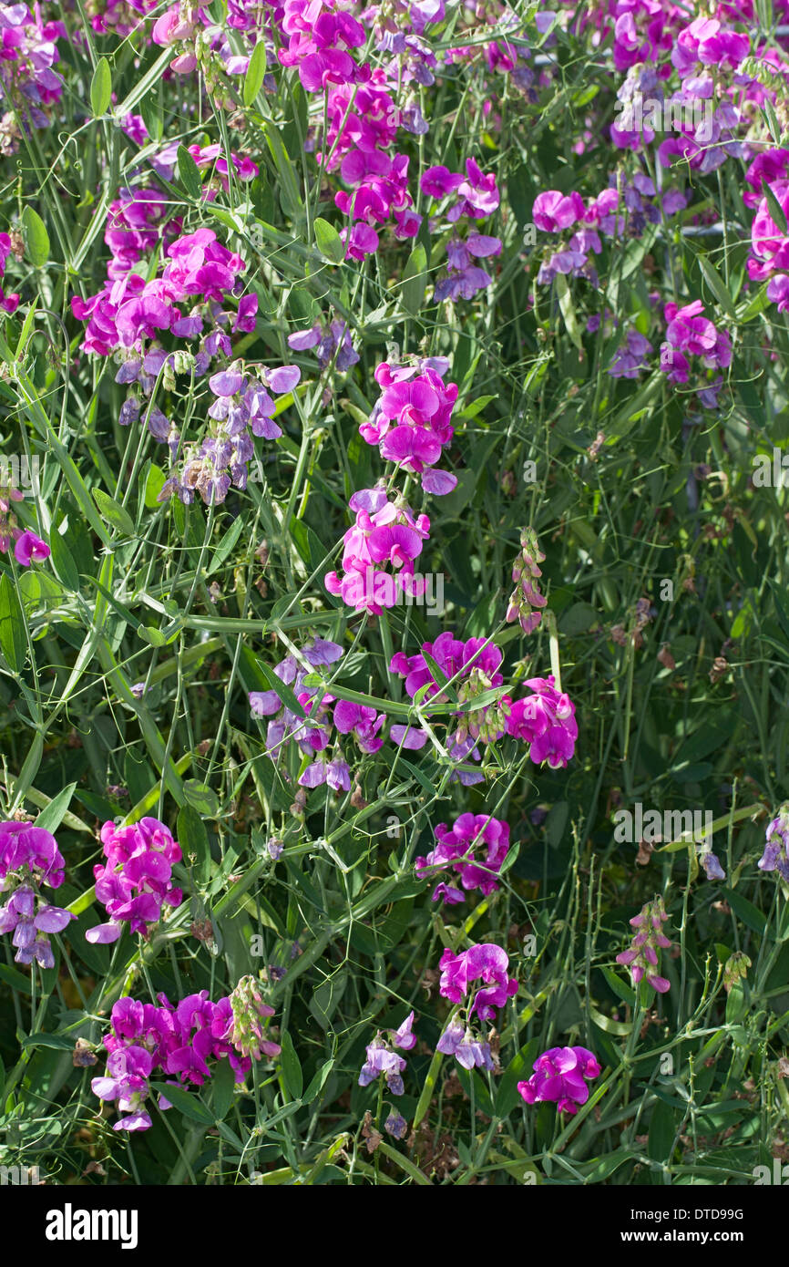 Everlasting Pea, Perennial Sweet Pea, perennial peavine, Breitblättrige ...