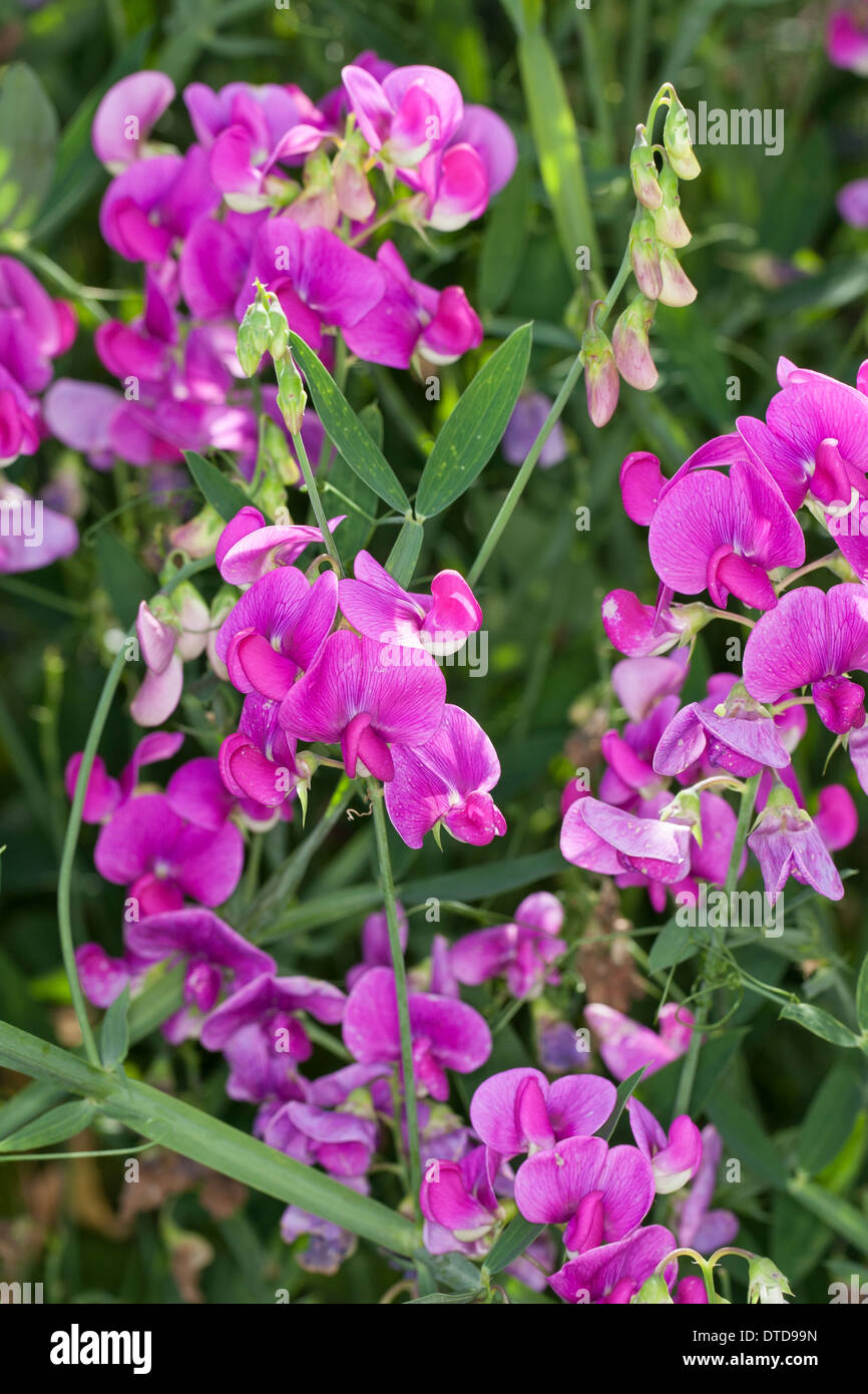 Everlasting Pea, Perennial Sweet Pea, perennial peavine, Breitblättrige ...