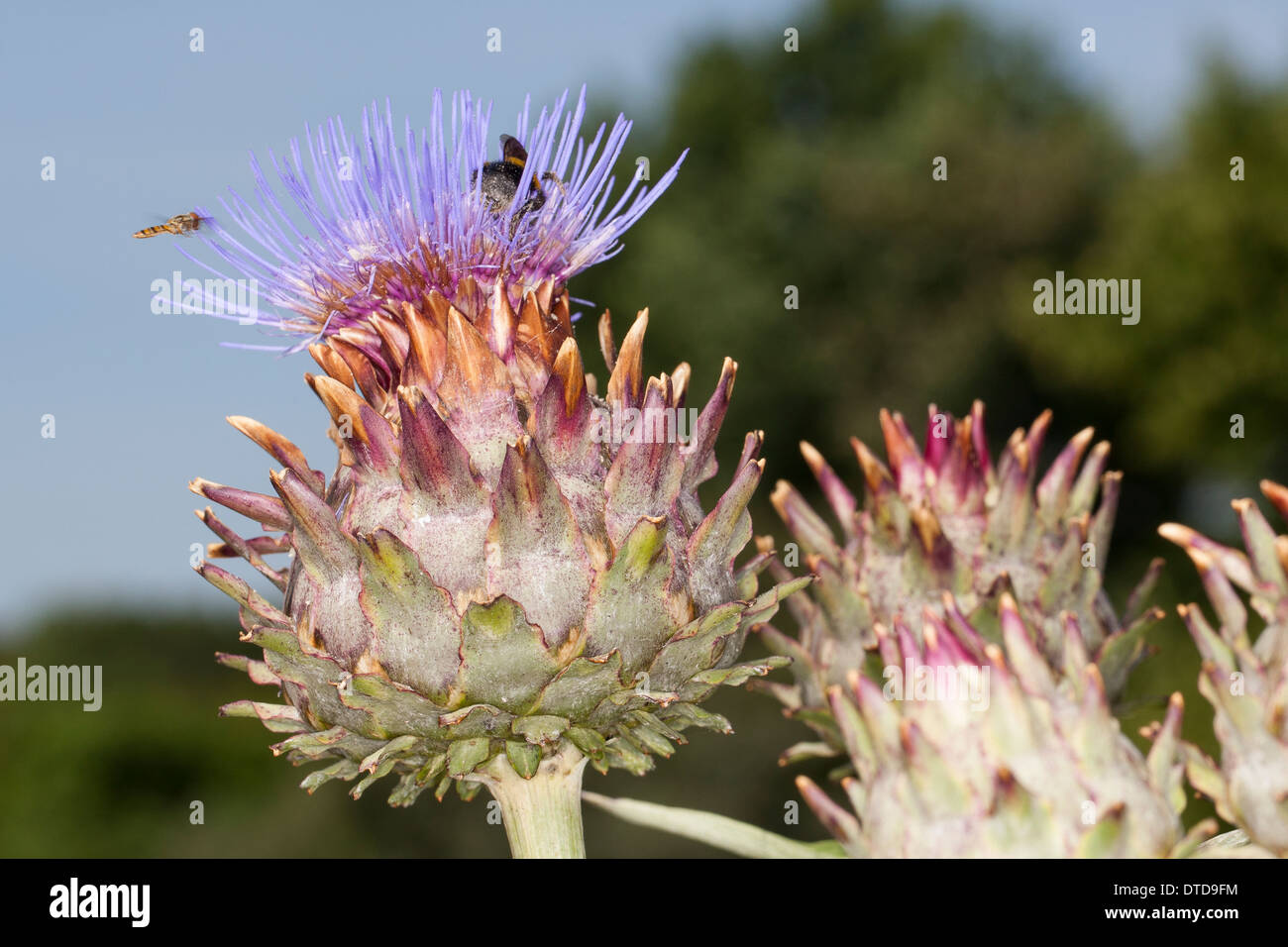 Wild cardoon hi-res stock photography and images - Alamy