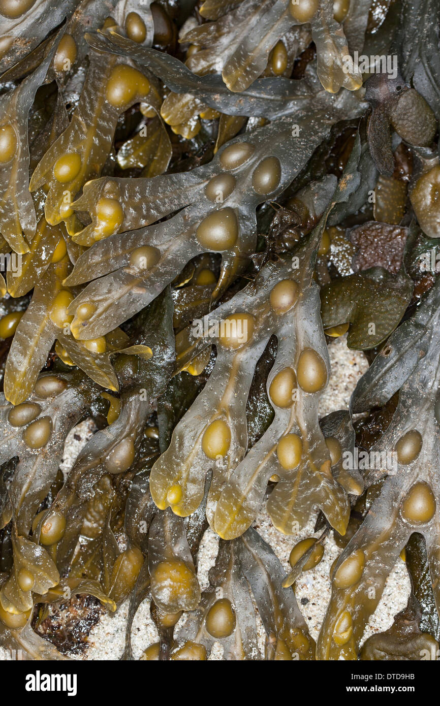 bladder wrack, bladderwrack, bladder fucus, rock wrack, kelp ...