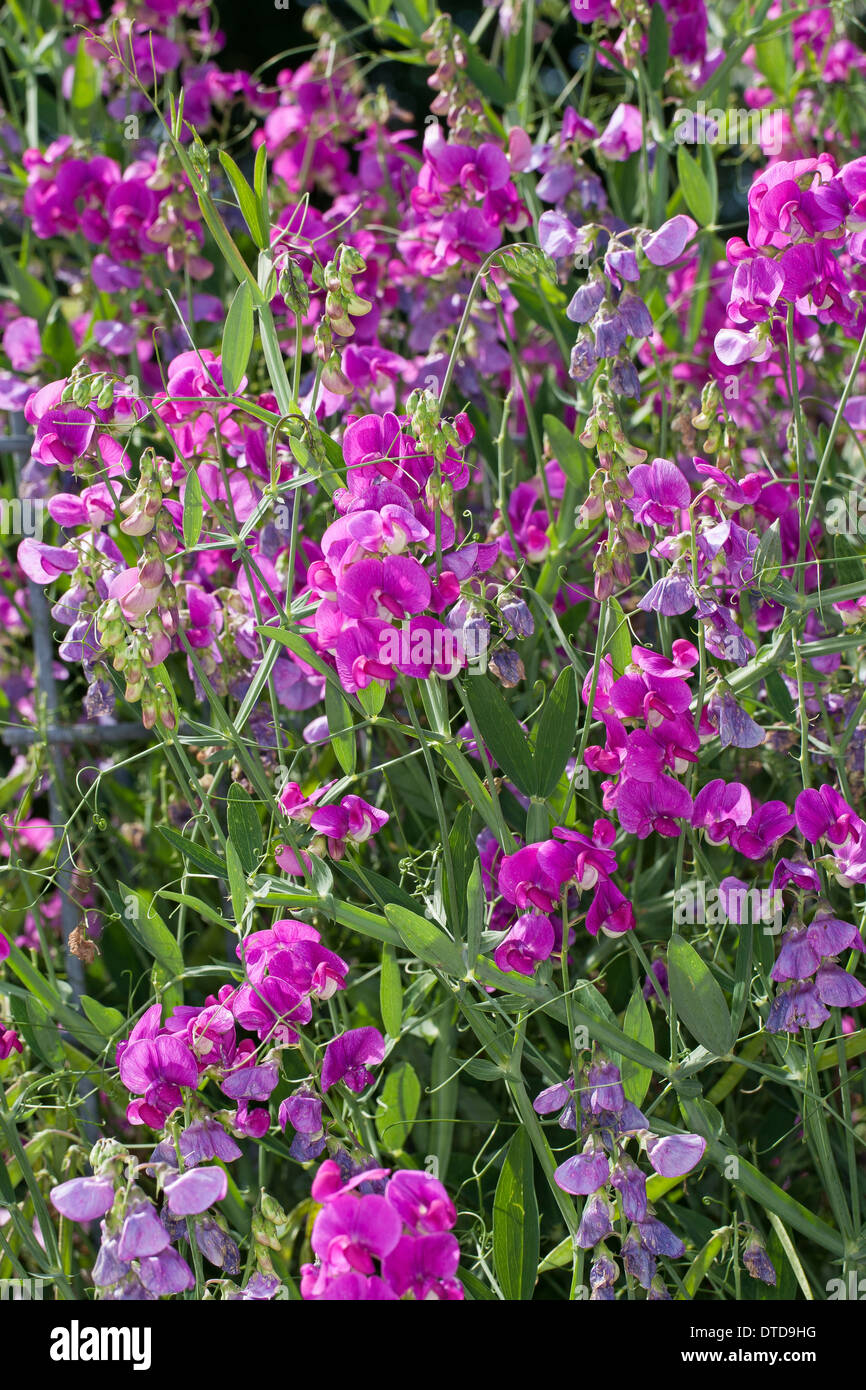 Perennial Sweet Pea High Resolution Stock Photography and Images - Alamy