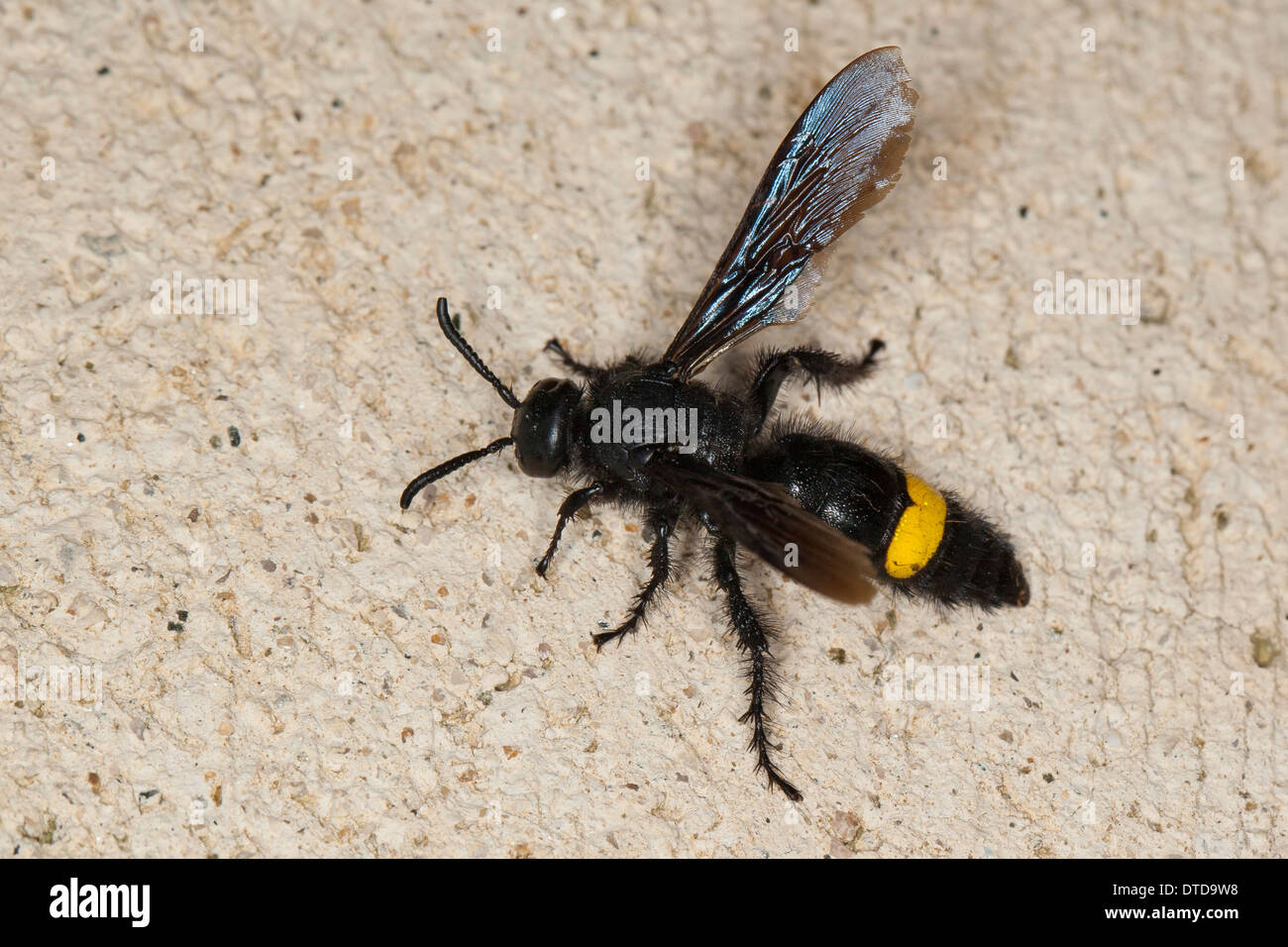Scoliid wasp, female, Borstige Dolchwespe, Weibchen, Scolia hirta ...
