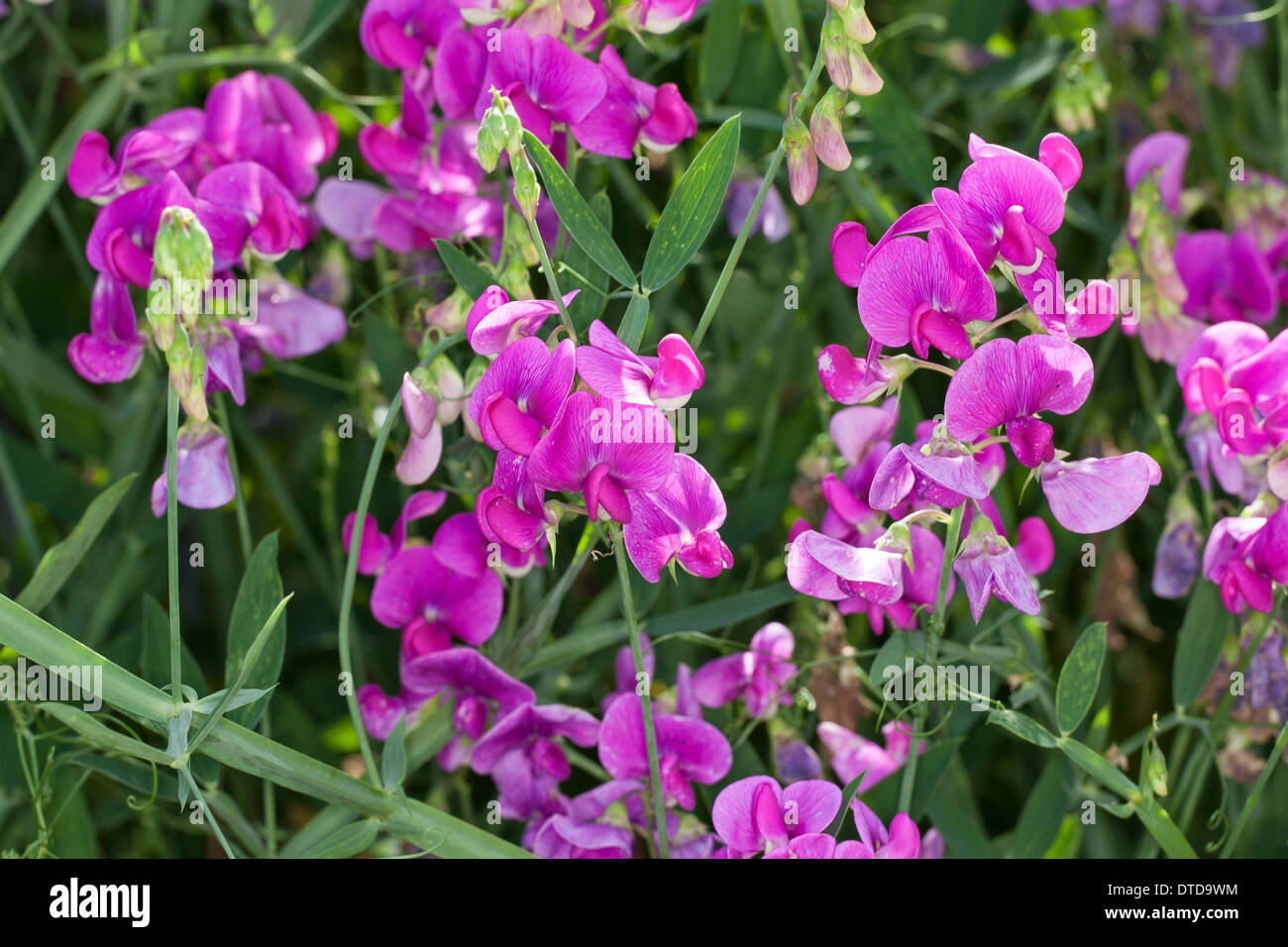 Everlasting Pea, Perennial Sweet Pea, perennial peavine, Breitblättrige ...