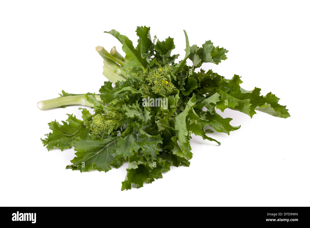 Broccoli rabe hi-res stock photography and images - Alamy