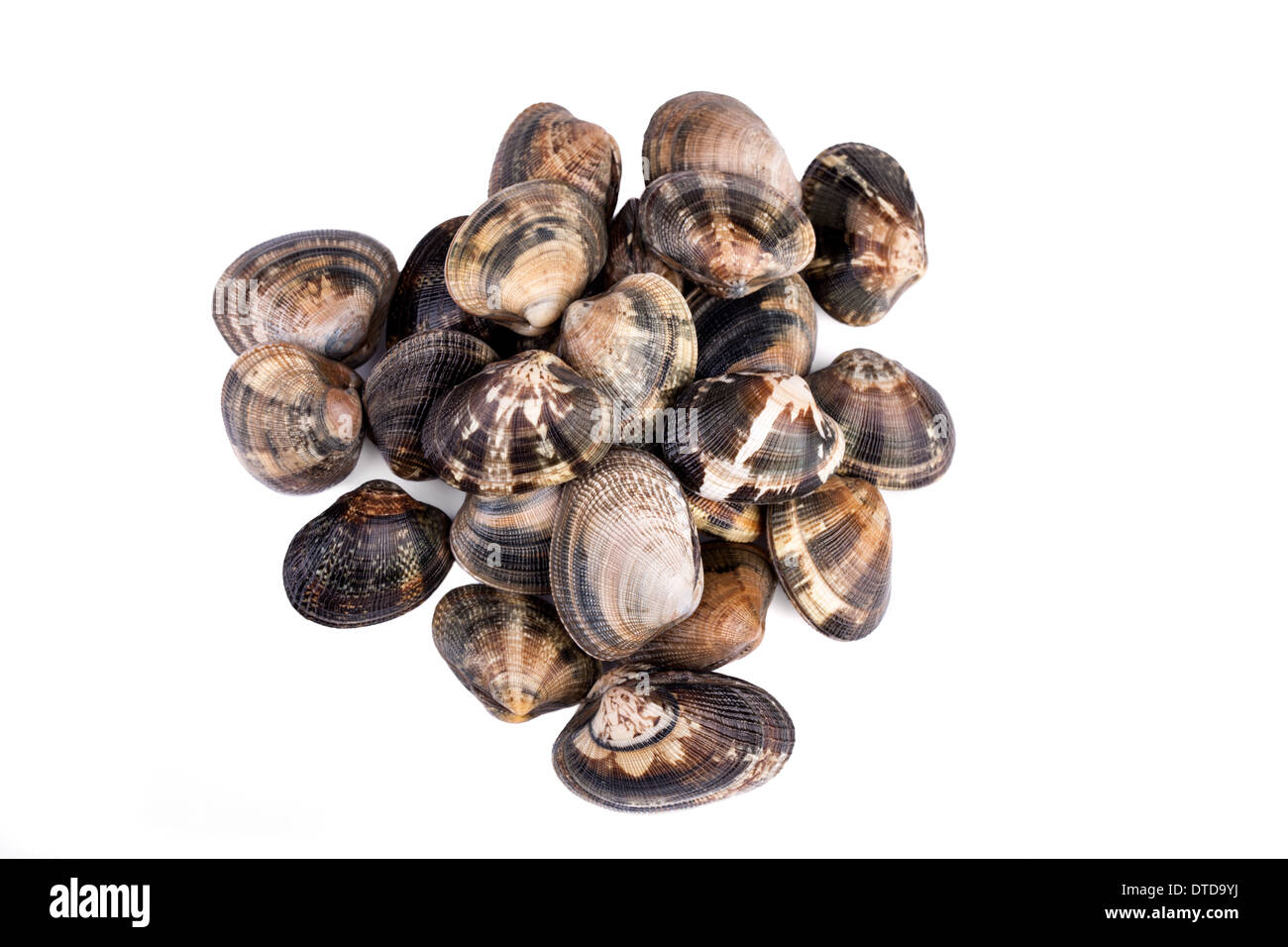 Clams shellfish Cut Out Stock Images & Pictures - Alamy
