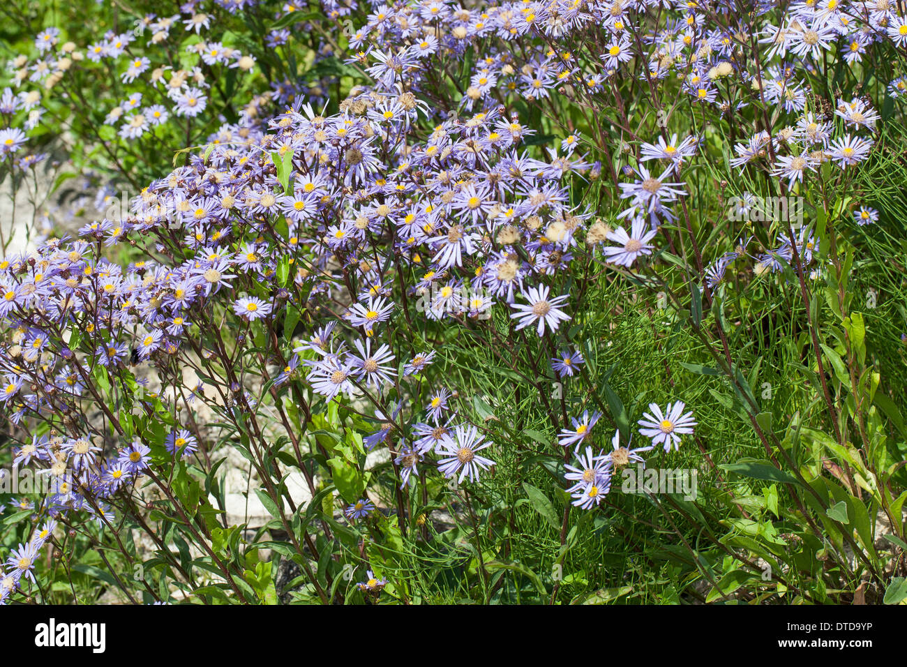 European Michaelmas Daisy, Italian Aster, Italian Starwort, Berg-Aster ...