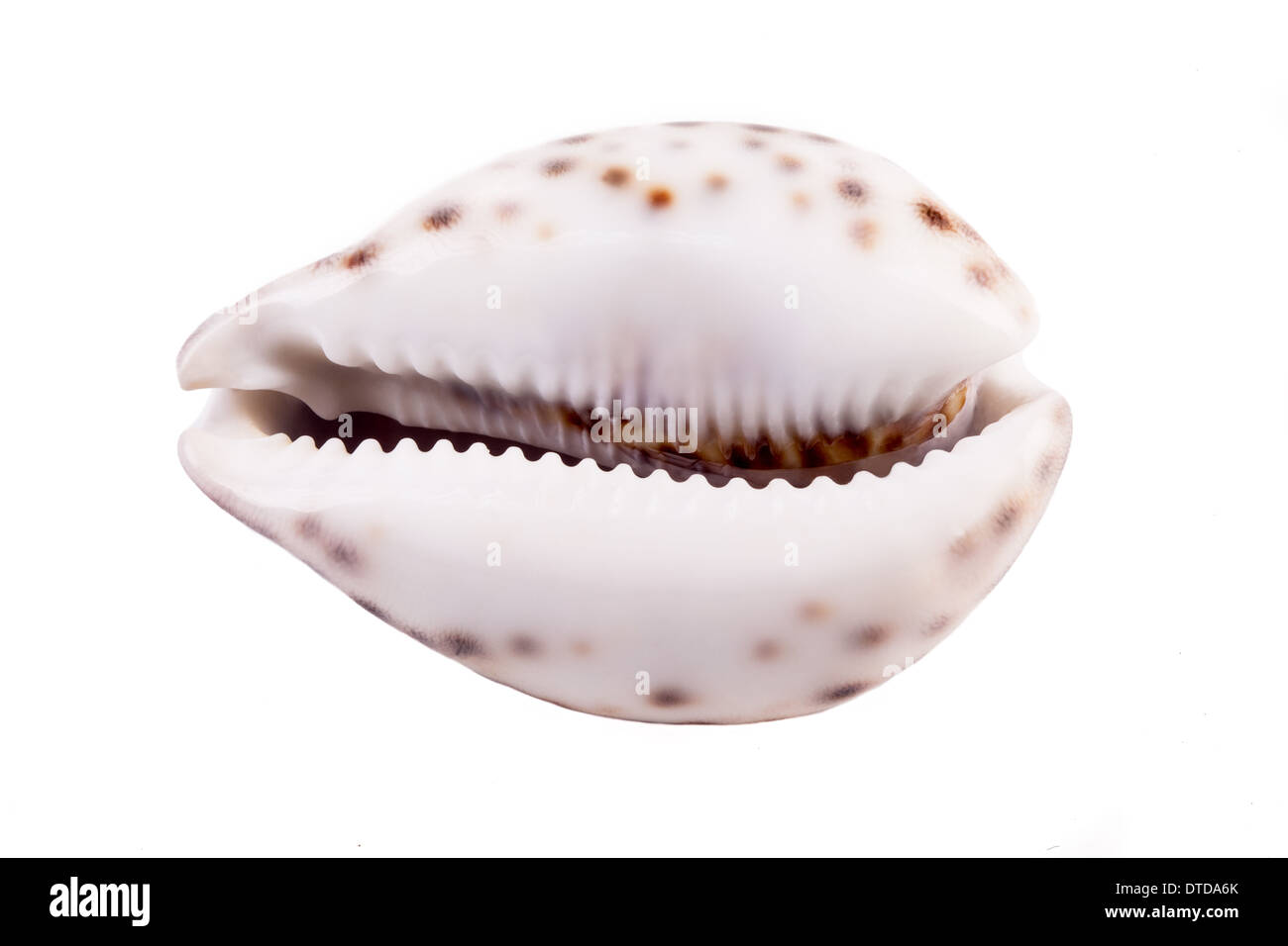 Seashell shell cowrie hi-res stock photography and images - Alamy