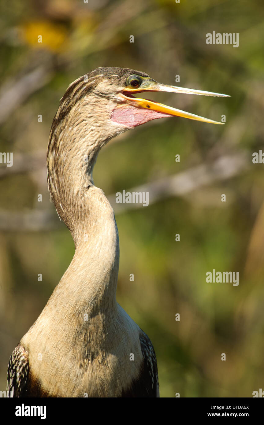 head portrait of Anhinga, (Anhinga anhinga) also known as Snakebird ...