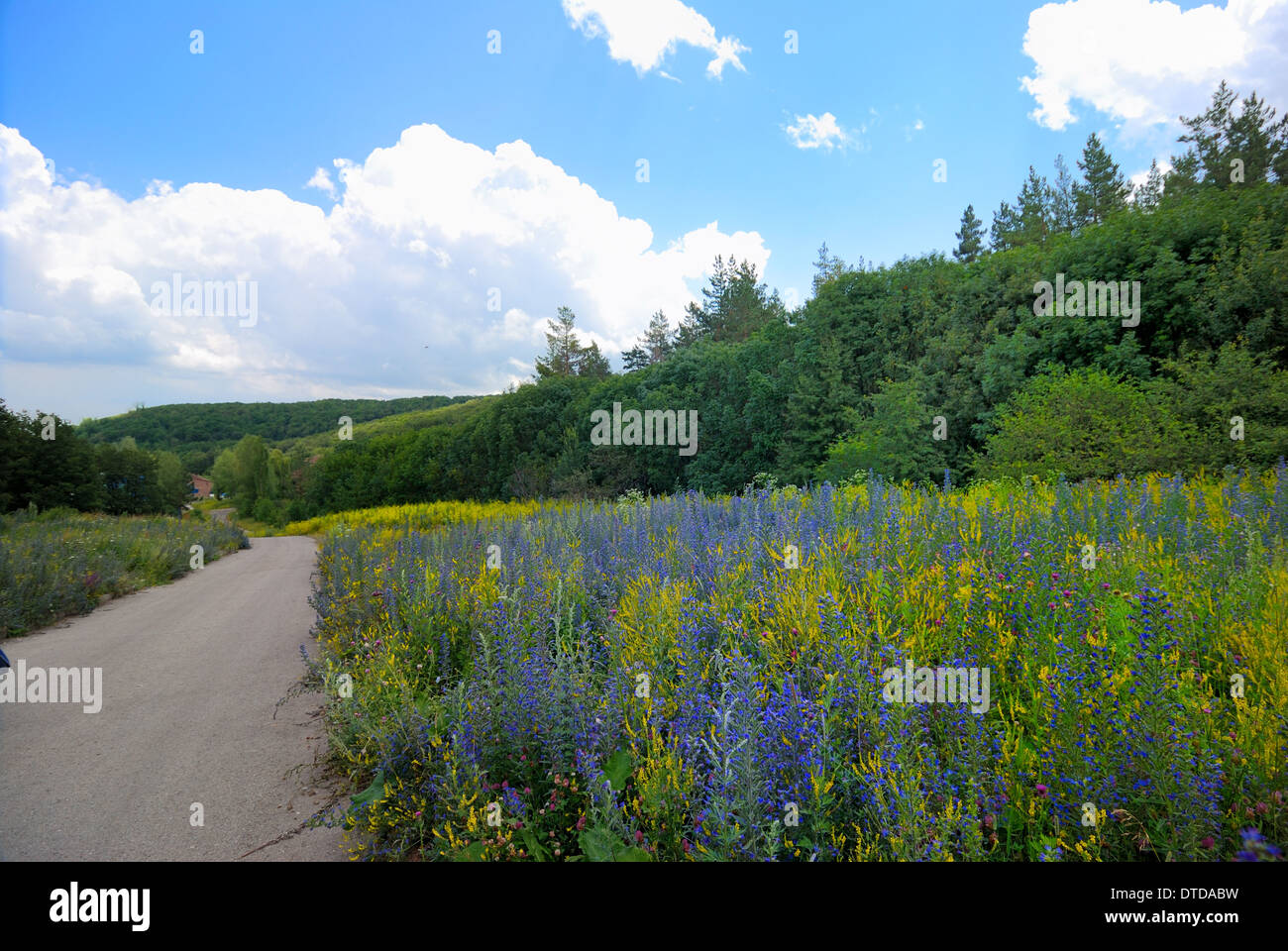 Field flower forrest hi-res stock photography and images - Alamy