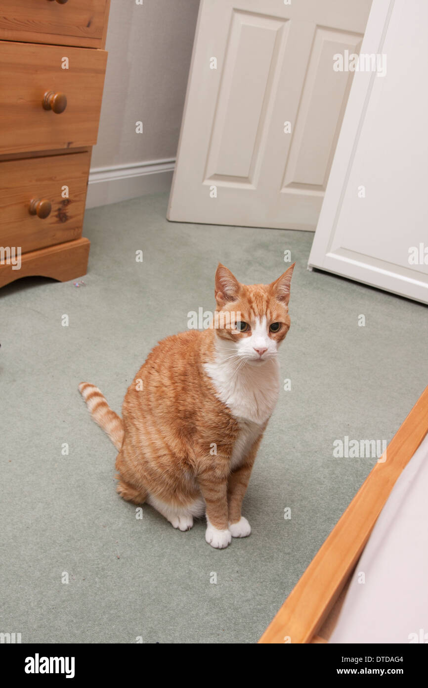 ginger tomcat, adult, sitting by owners bed Stock Photo - Alamy