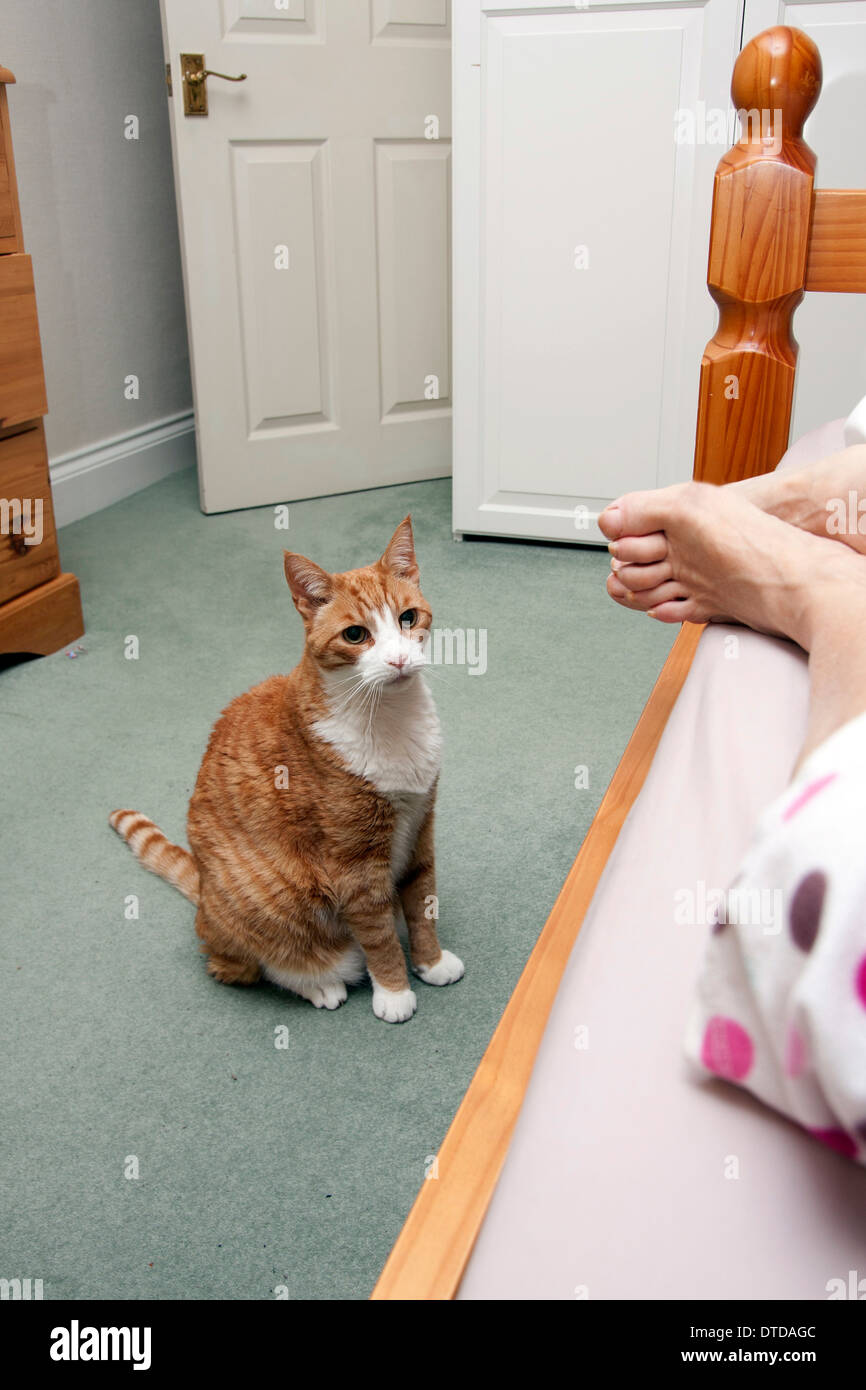 Ginger bed hi-res stock photography and images - Alamy