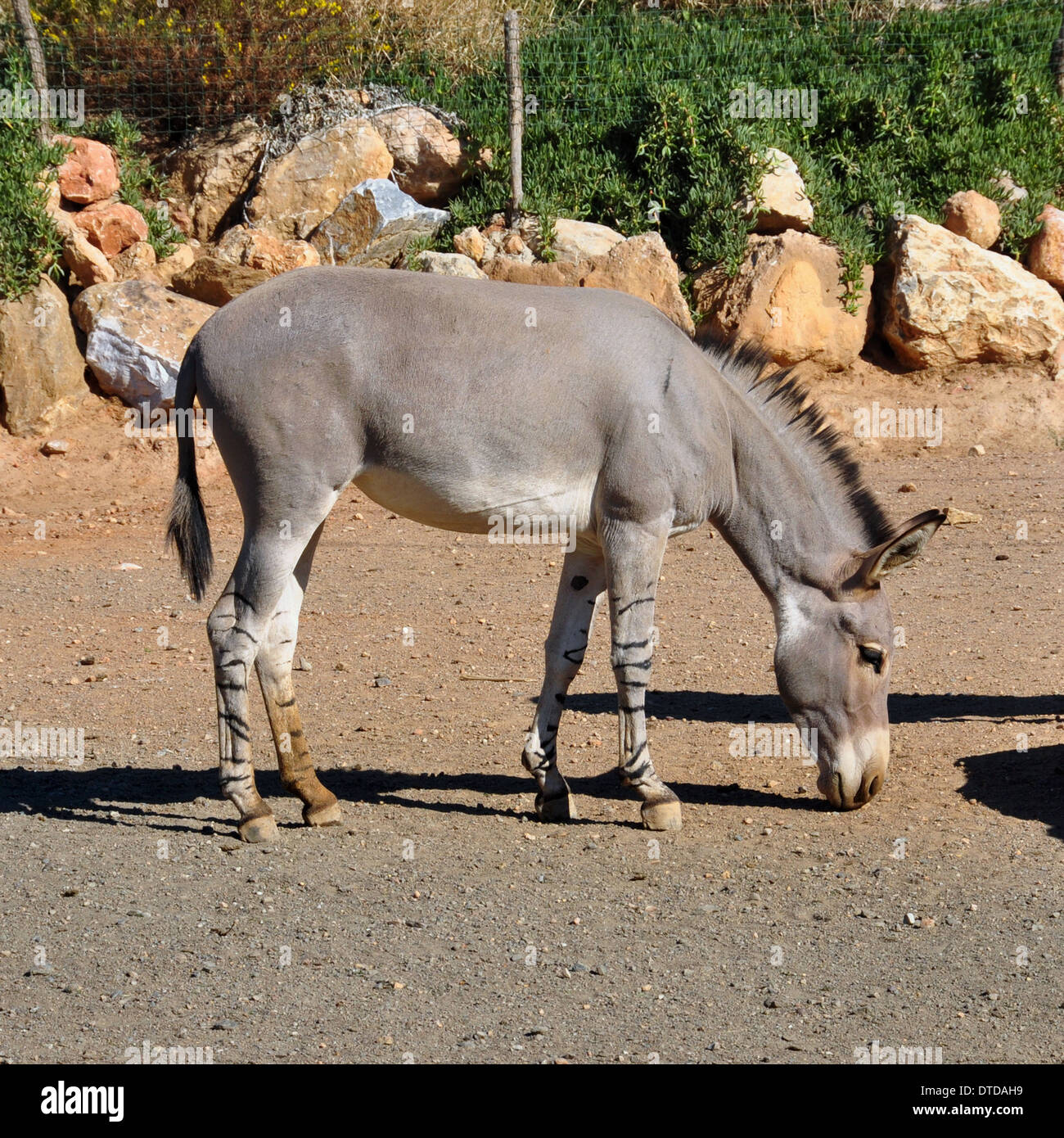 African somali wild ass with zebra stripes on the legs. Endangered ...