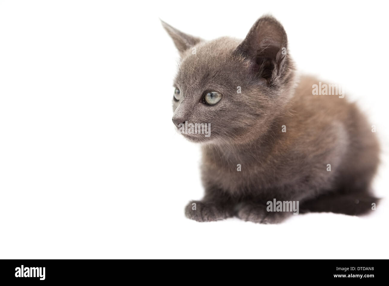Cute tiny kitten sitting Cut Out Stock Images & Pictures - Alamy