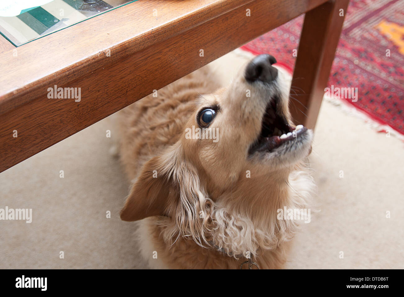 Barking dog in house hi-res stock photography and images - Alamy