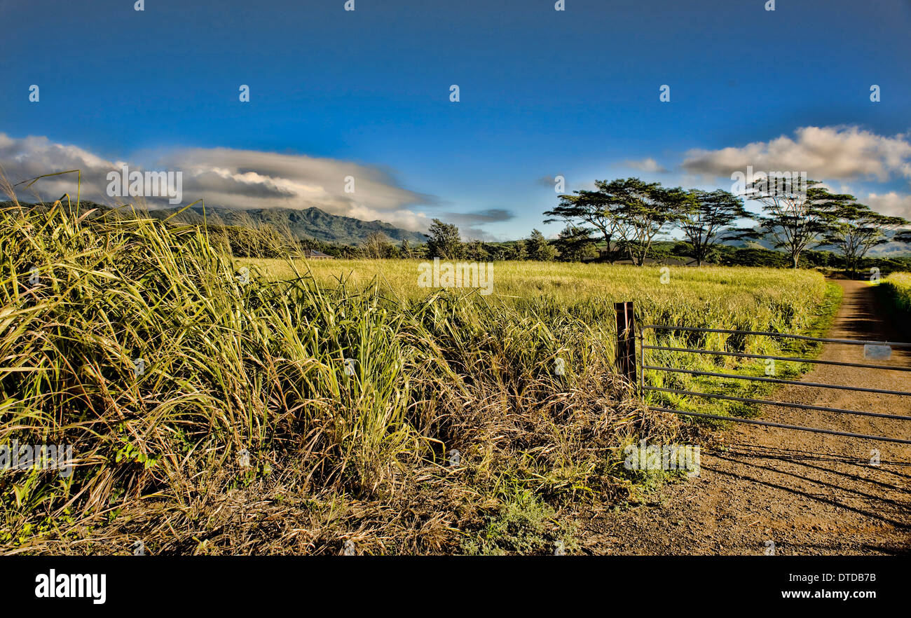 Kauai, Hawaii country side landscape Stock Photo - Alamy