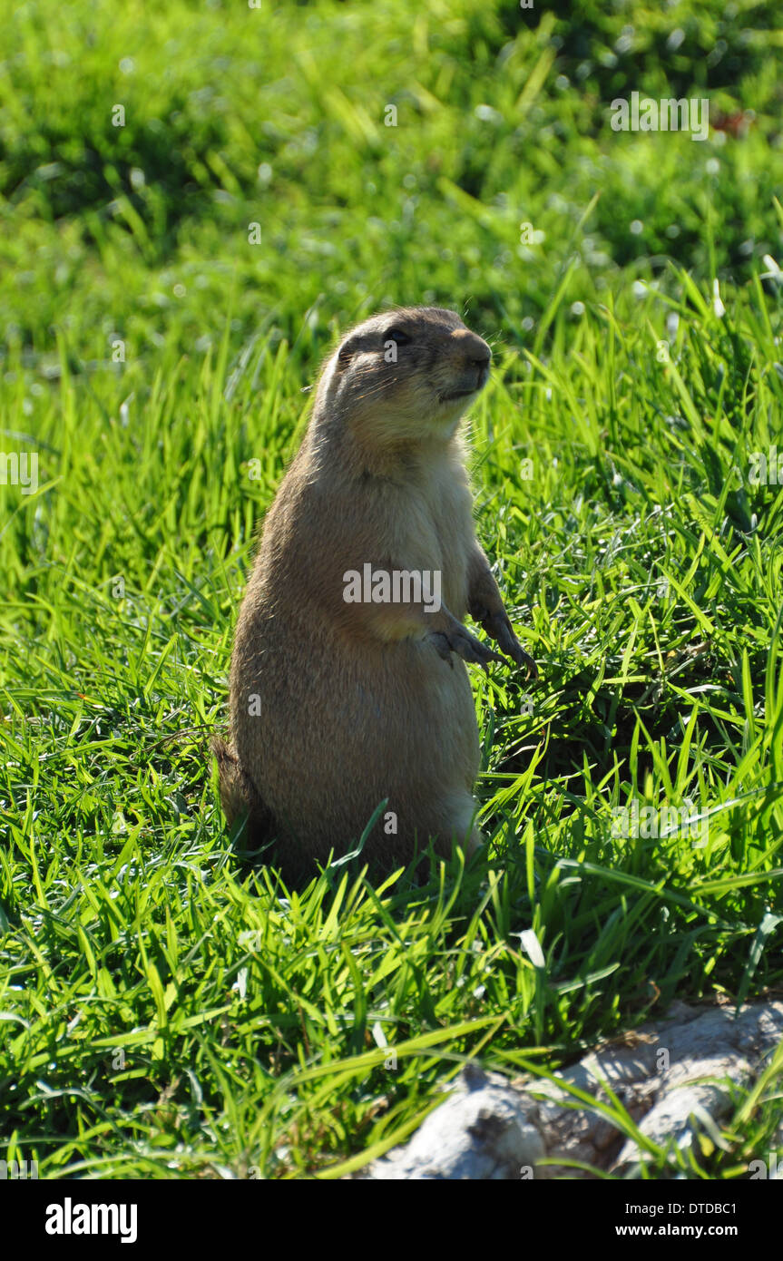 Small animal standing on hind legs hi-res stock photography and images ...
