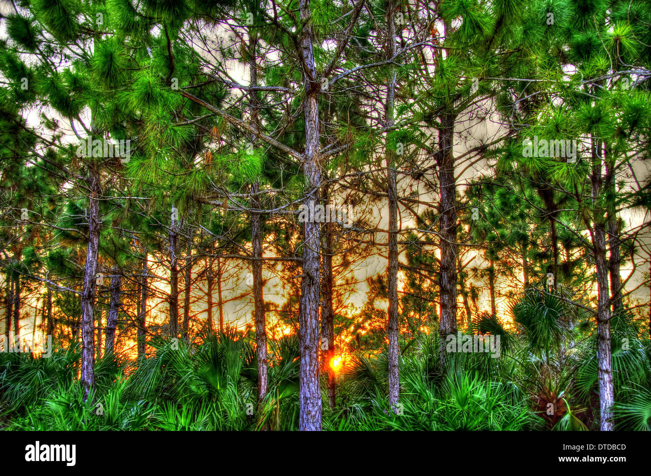 Florida palmetto pine forest hi-res stock photography and images - Alamy