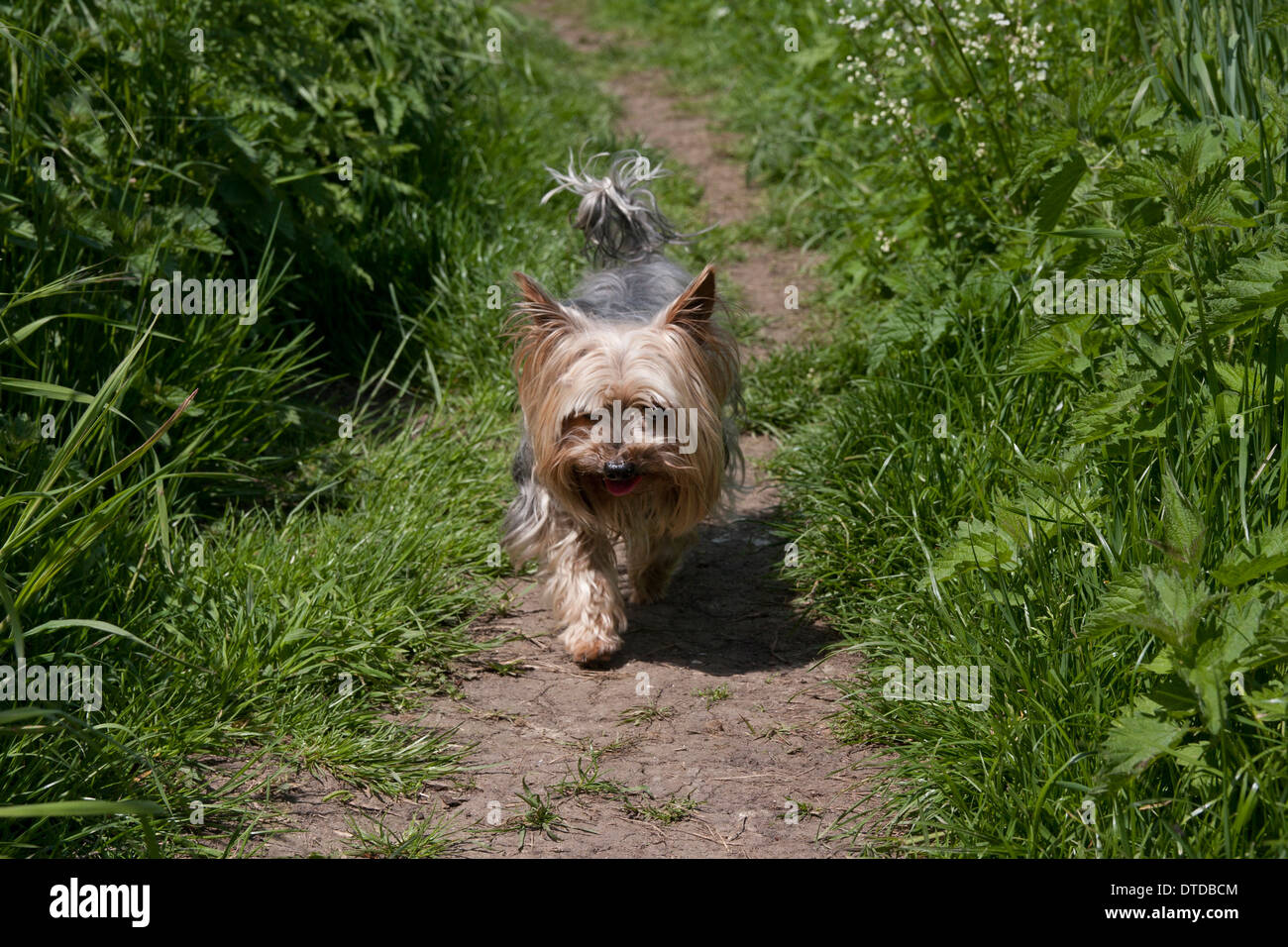 yorkshire terrier, adult Stock Photo - Alamy