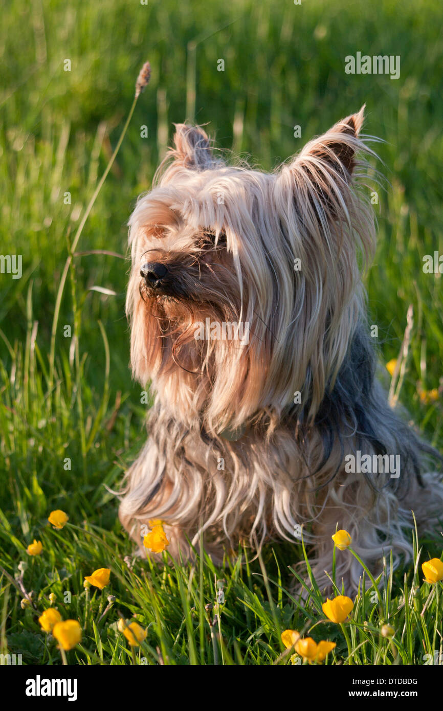 yorkshire terrier, adult Stock Photo - Alamy