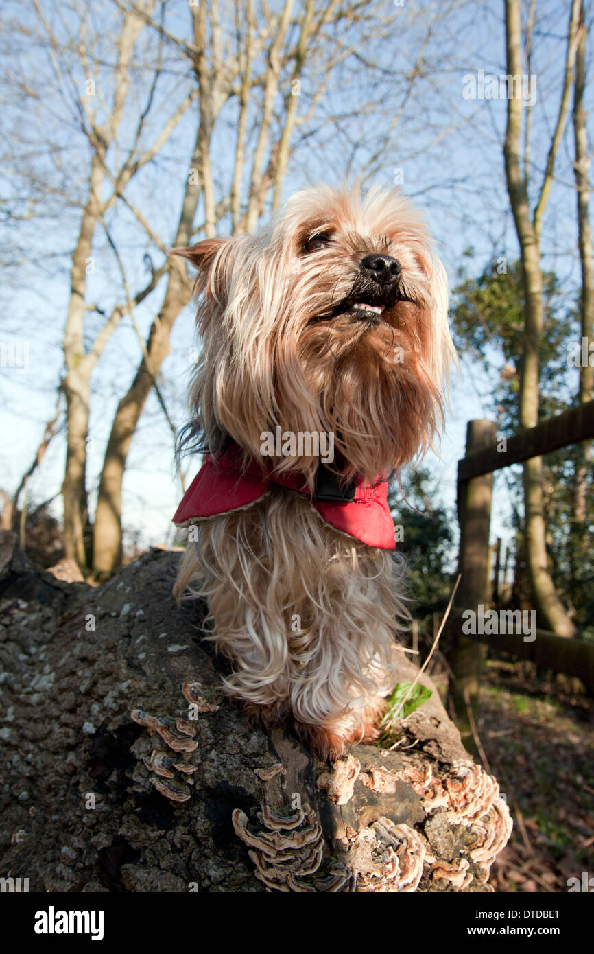 yorkshire terrier, adult Stock Photo - Alamy
