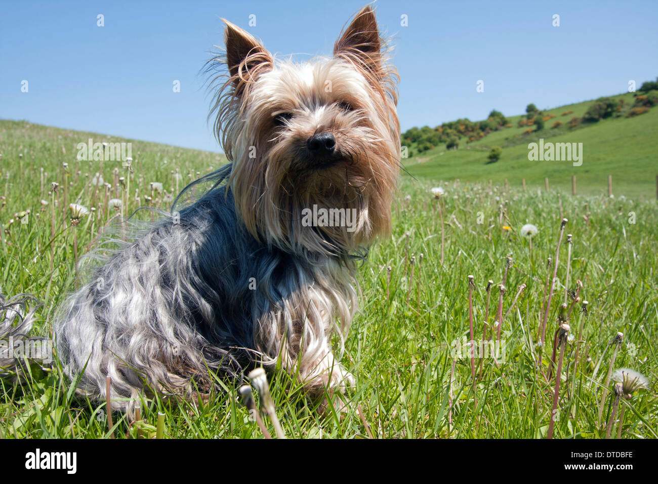 yorkshire terrier, adult Stock Photo - Alamy
