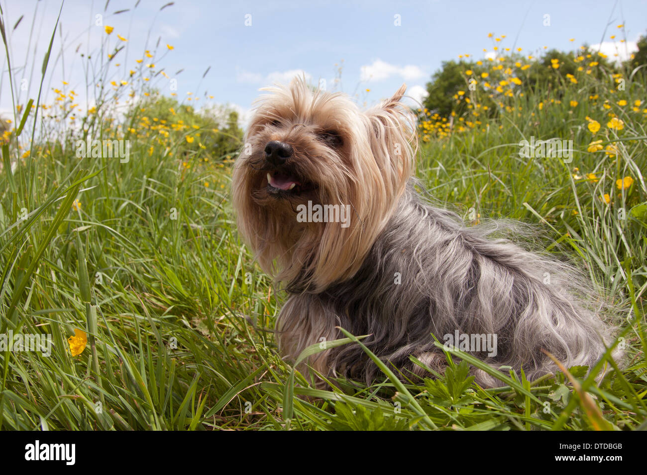 yorkshire terrier, adult Stock Photo - Alamy