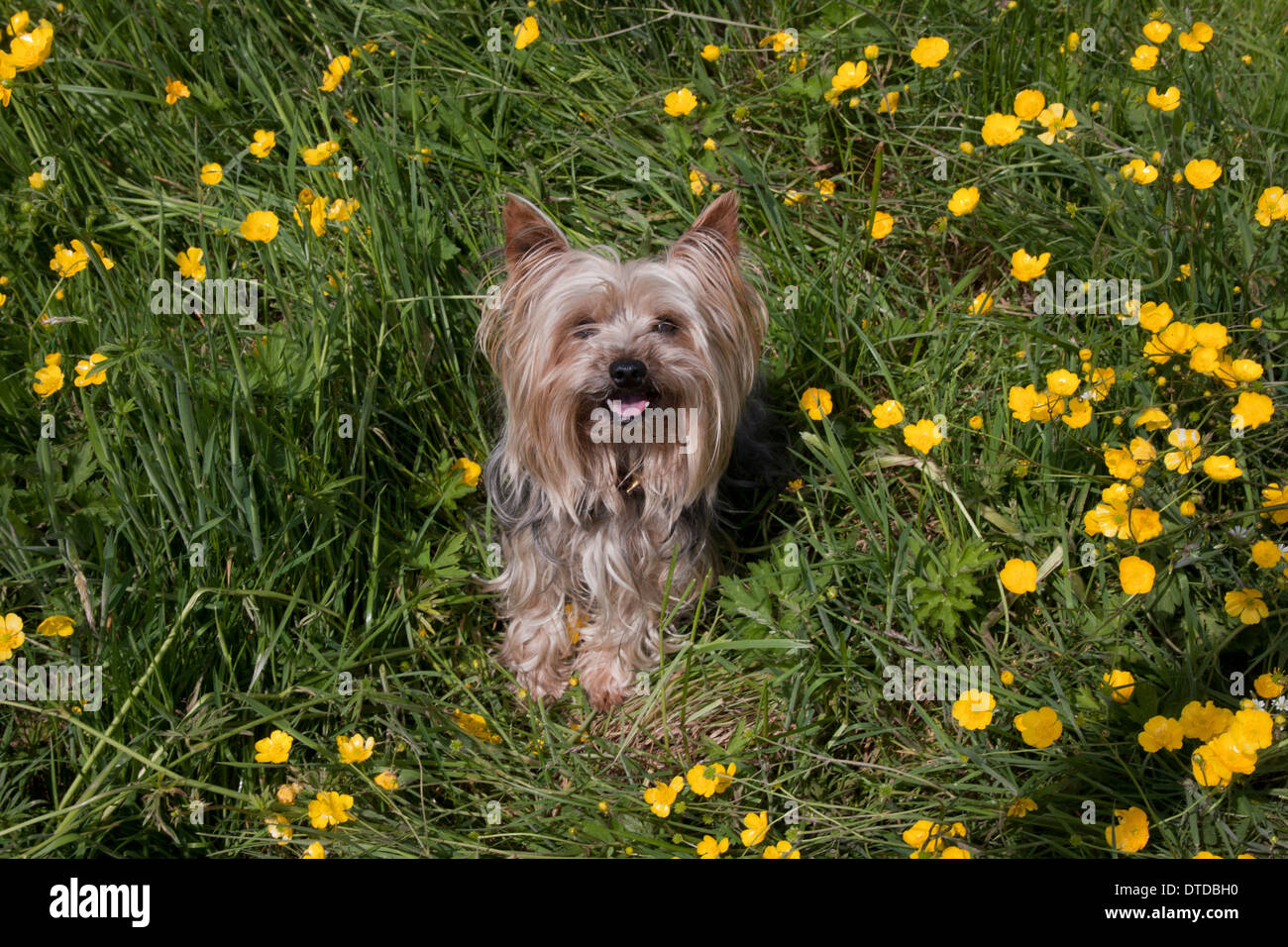 yorkshire terrier, adult Stock Photo - Alamy