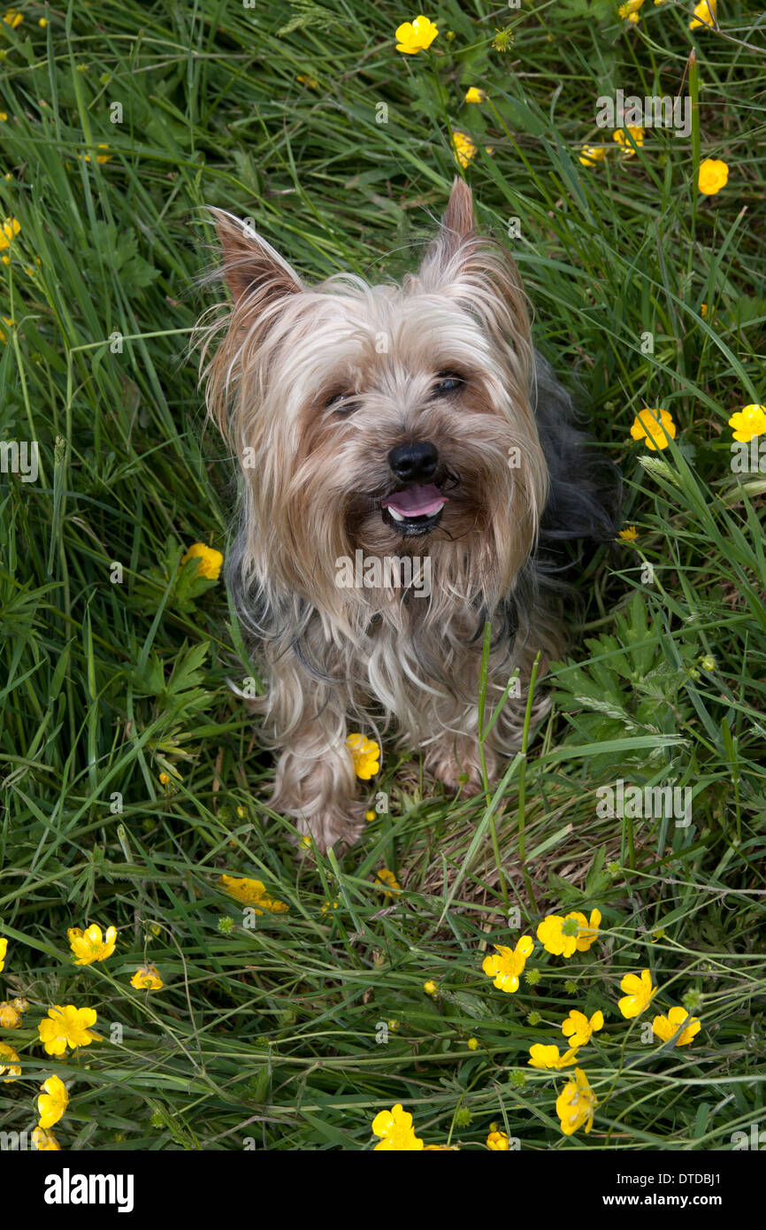 yorkshire terrier, adult Stock Photo - Alamy