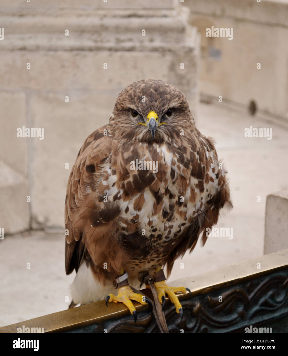 Falcon standing on gate Stock Photo - Alamy