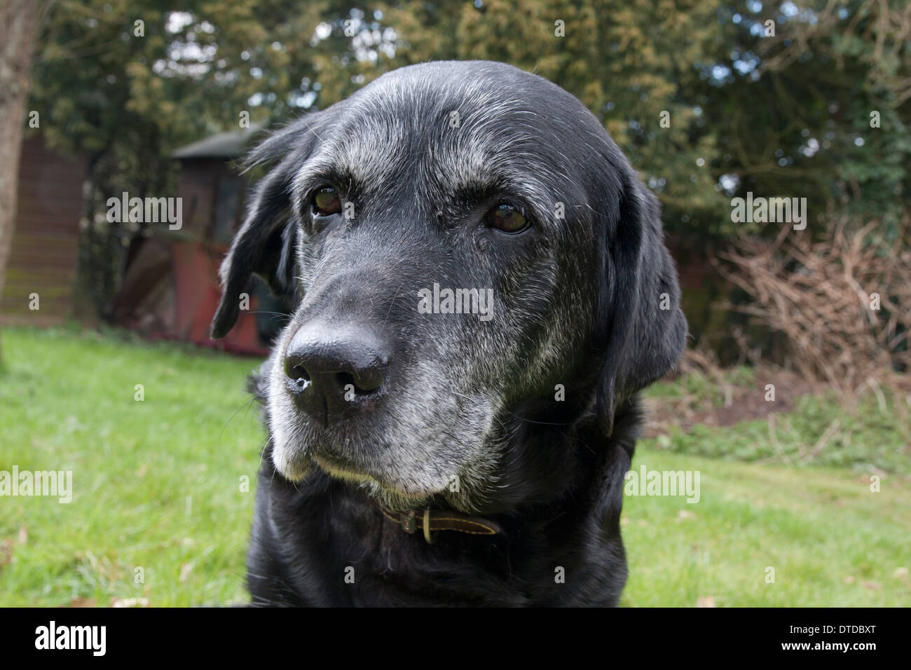 old black labrador Stock Photo - Alamy