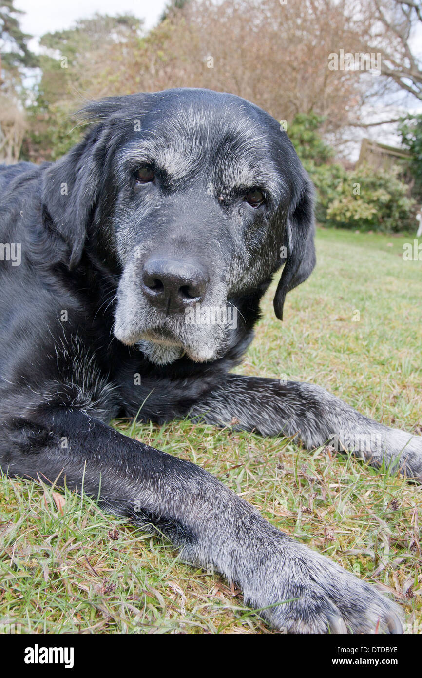 old black labrador Stock Photo - Alamy