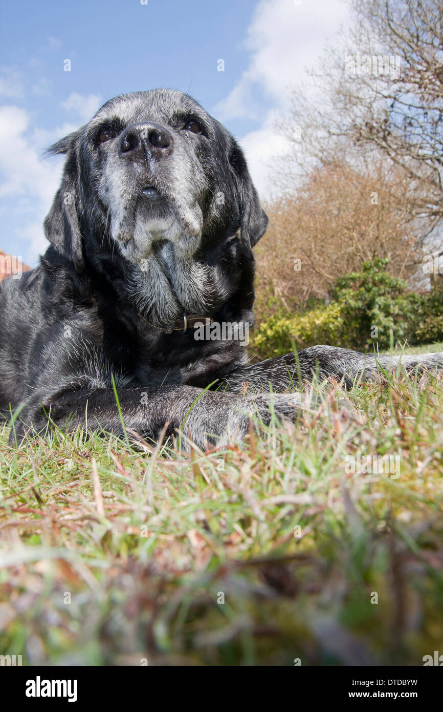 old black labrador Stock Photo - Alamy