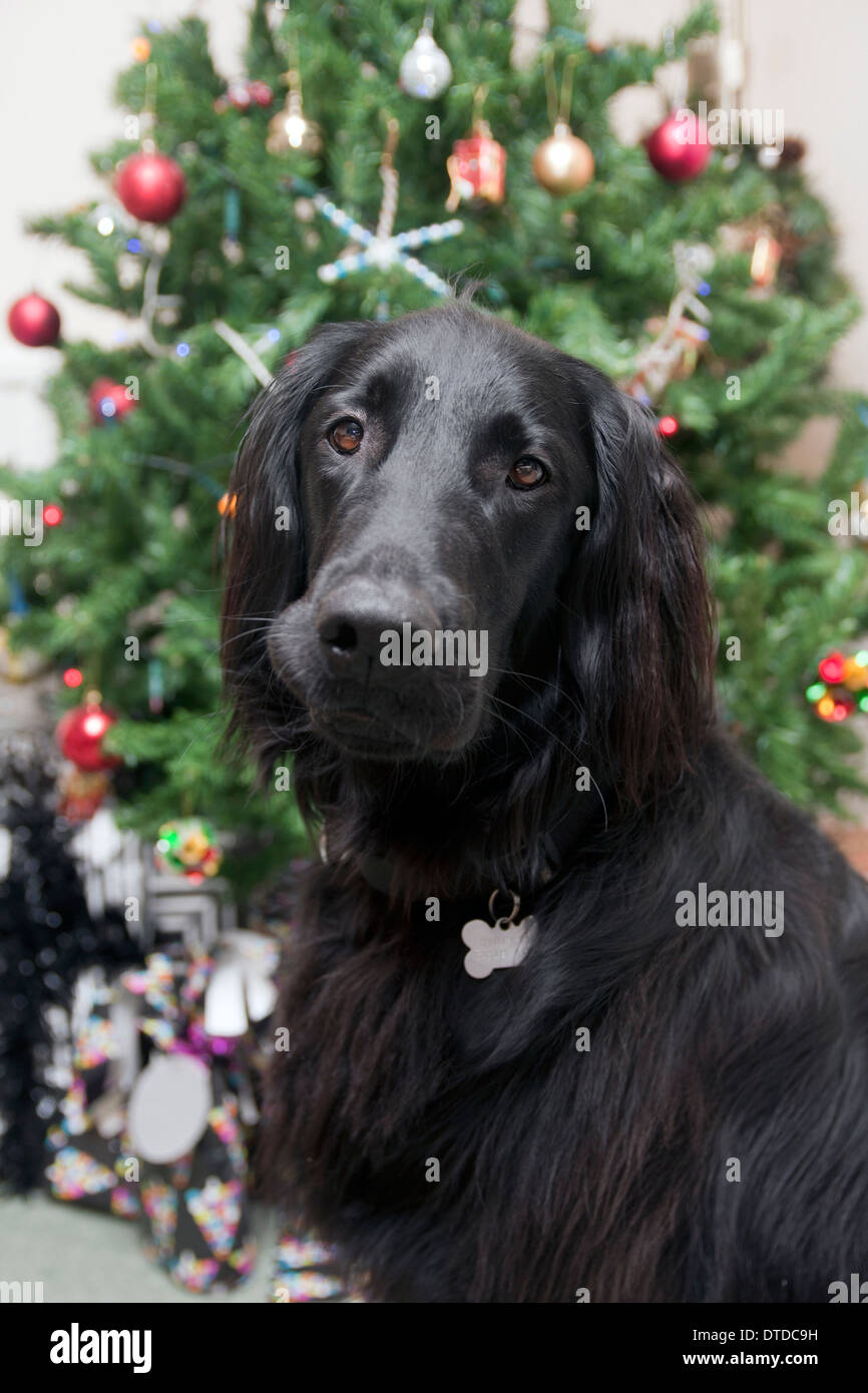 Home alone 2 christmas tree hi-res stock photography and images - Alamy