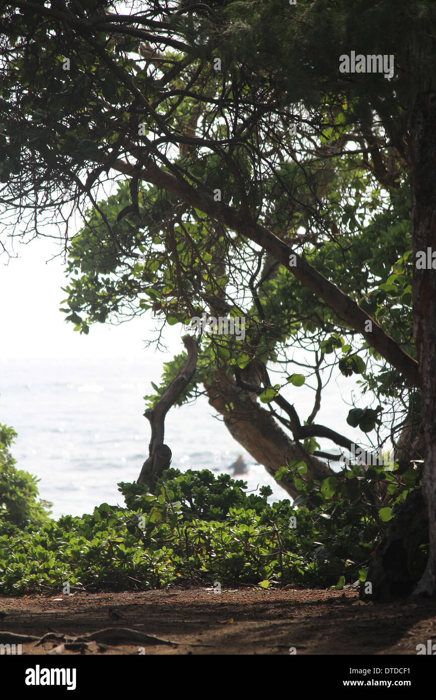 Ocean through trees hi-res stock photography and images - Alamy
