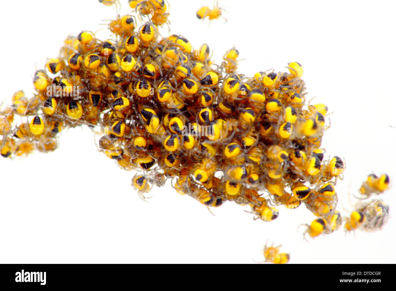 Baby spiders hi-res stock photography and images - Alamy