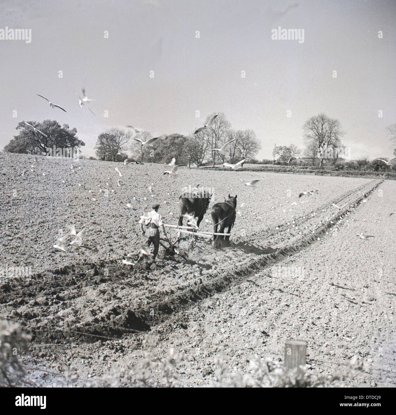 Historical picture from 1950s showing a farmer using a hand-held plough ...