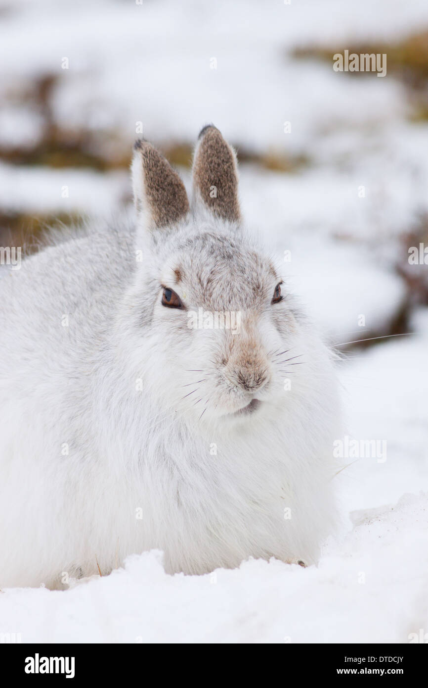 Mountain hare (Lepus timidus) in winter pelage, Highlands, Scotland, UK ...