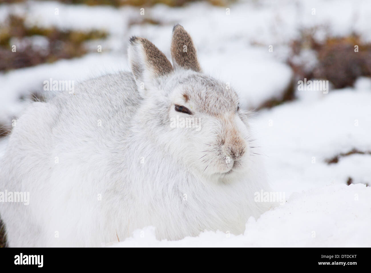 Mountain hare (Lepus timidus) in winter pelage, Highlands, Scotland, UK Stock Photo - Alamy