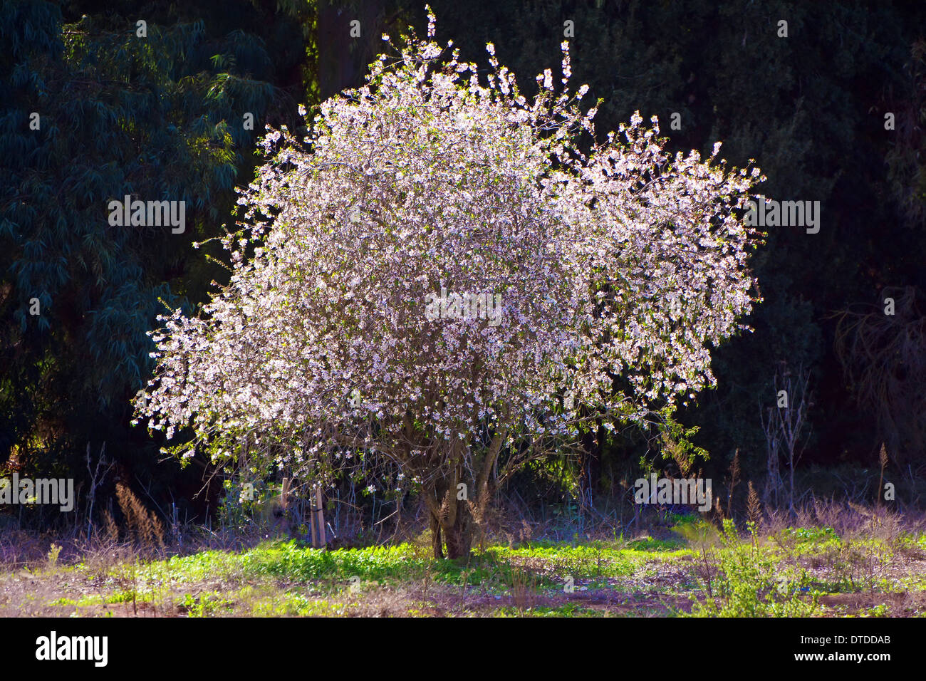 Wild Almond Tree blossom Stock Photo - Alamy
