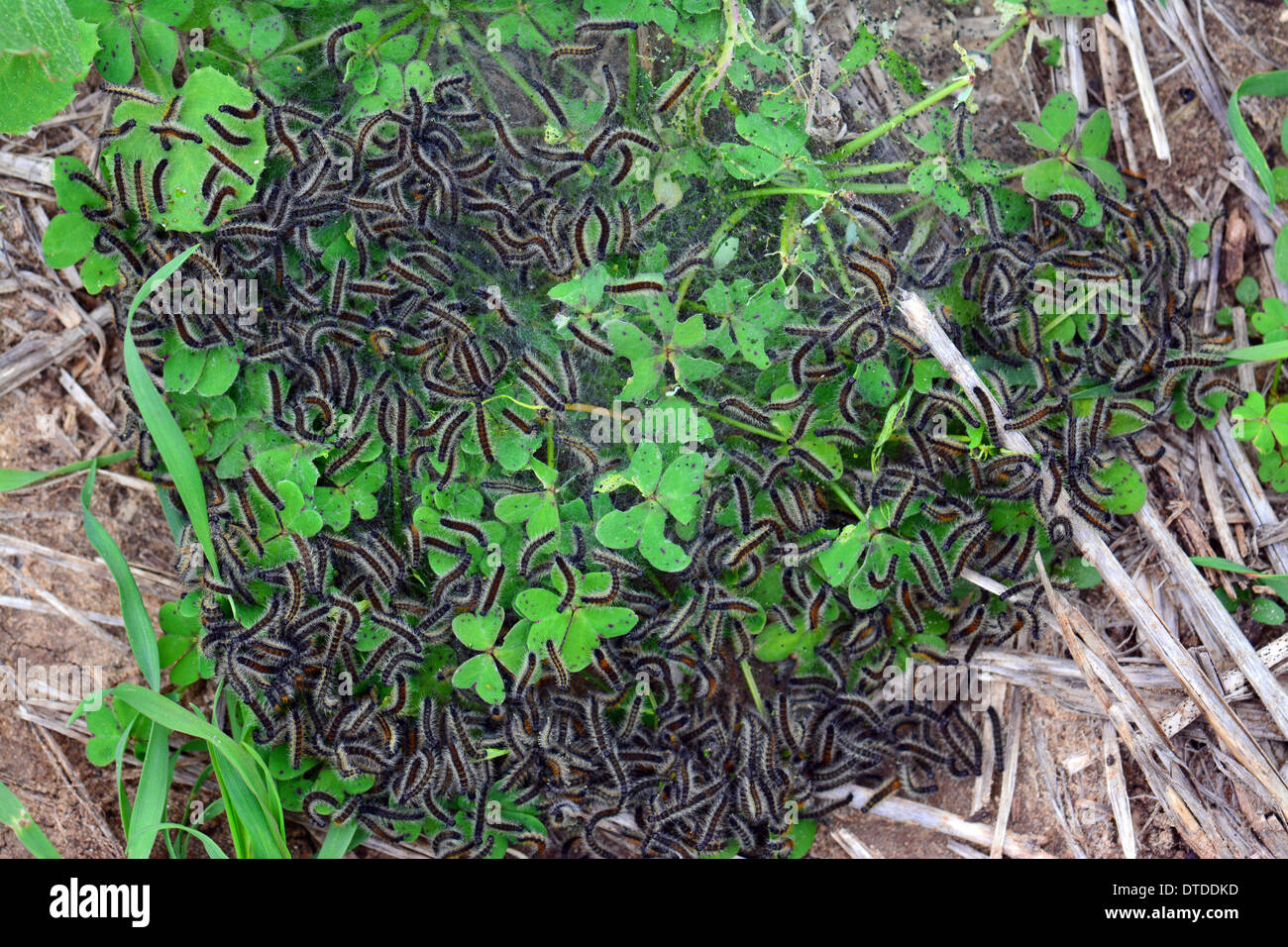 Caterpillar crowded, in the spring Stock Photo - Alamy